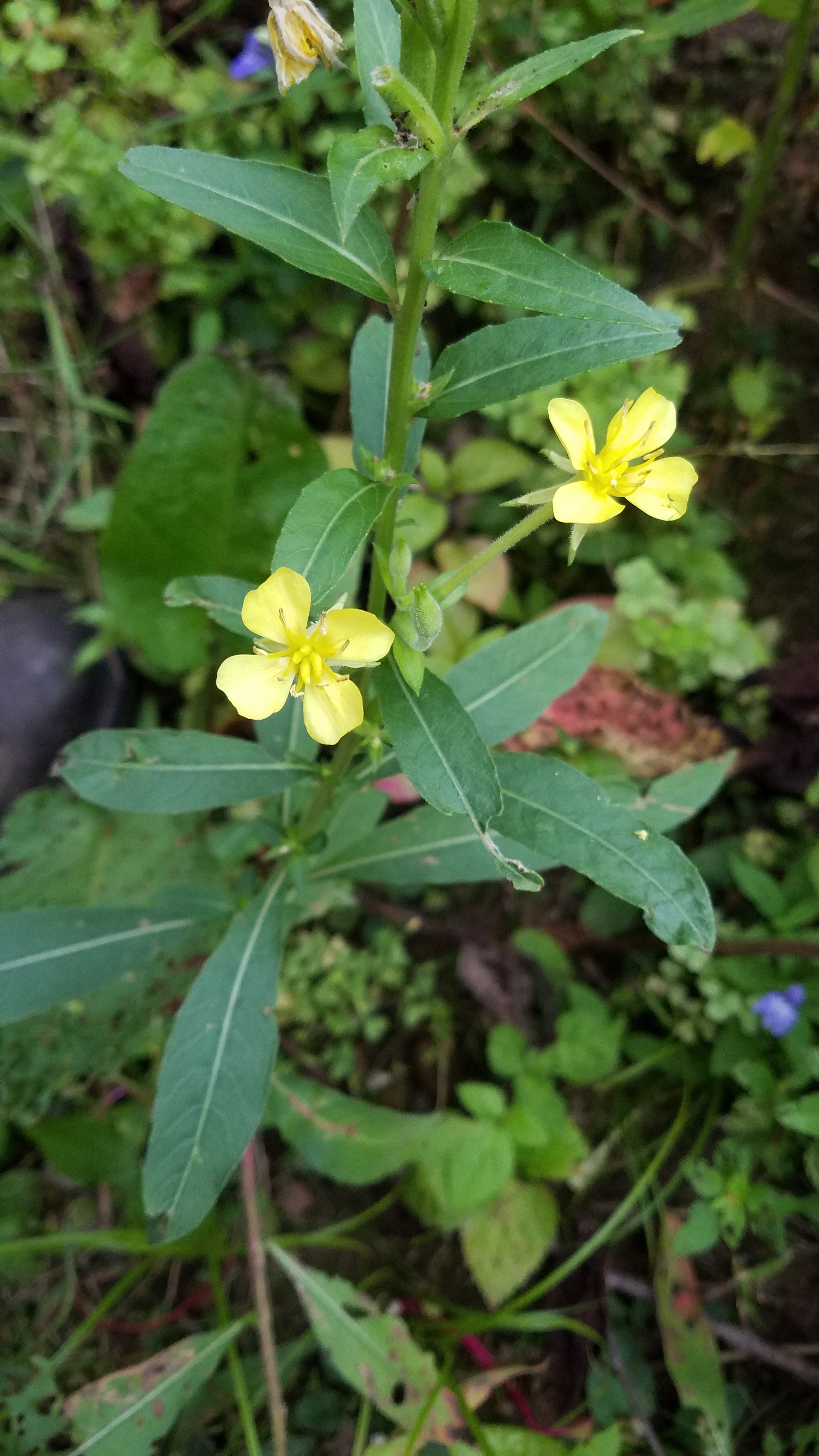 Evening Primrose - (Oenothera biennis) | Powell's Native Wildflowers