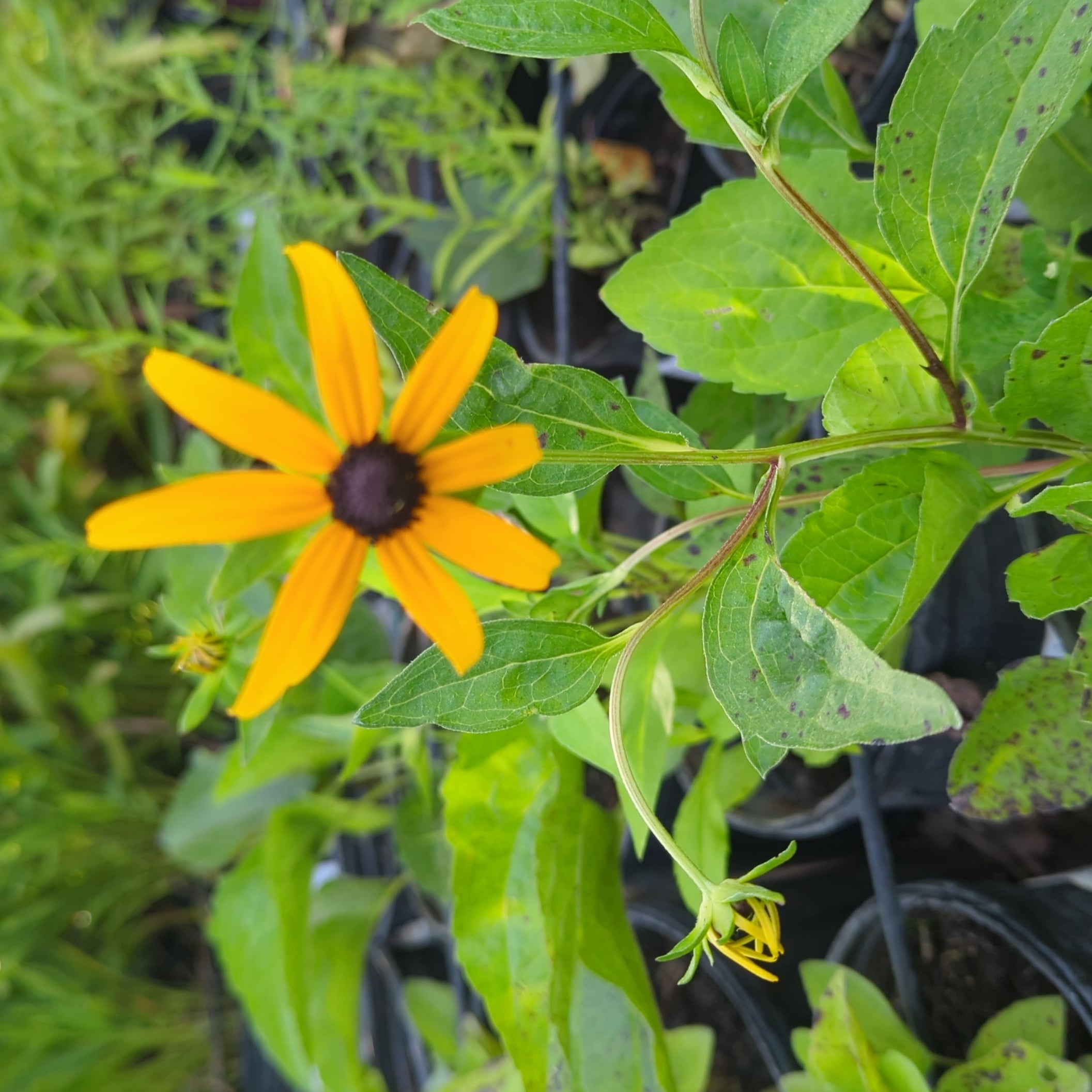 Orange Coneflower - (Rudbeckia fulgida) | Powell's Native Wildflowers