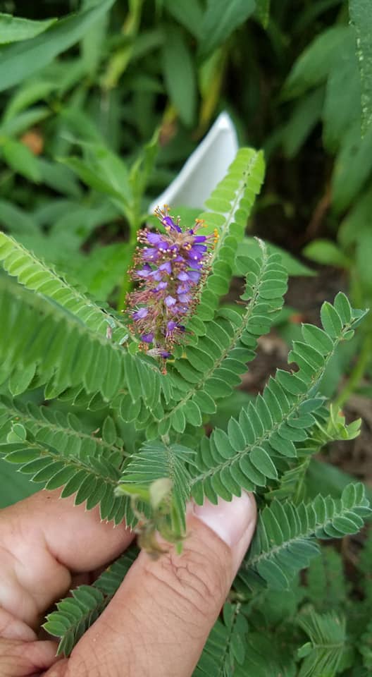 Lead Plant - (Amorpha canescens) | Powell's Native Wildflowers