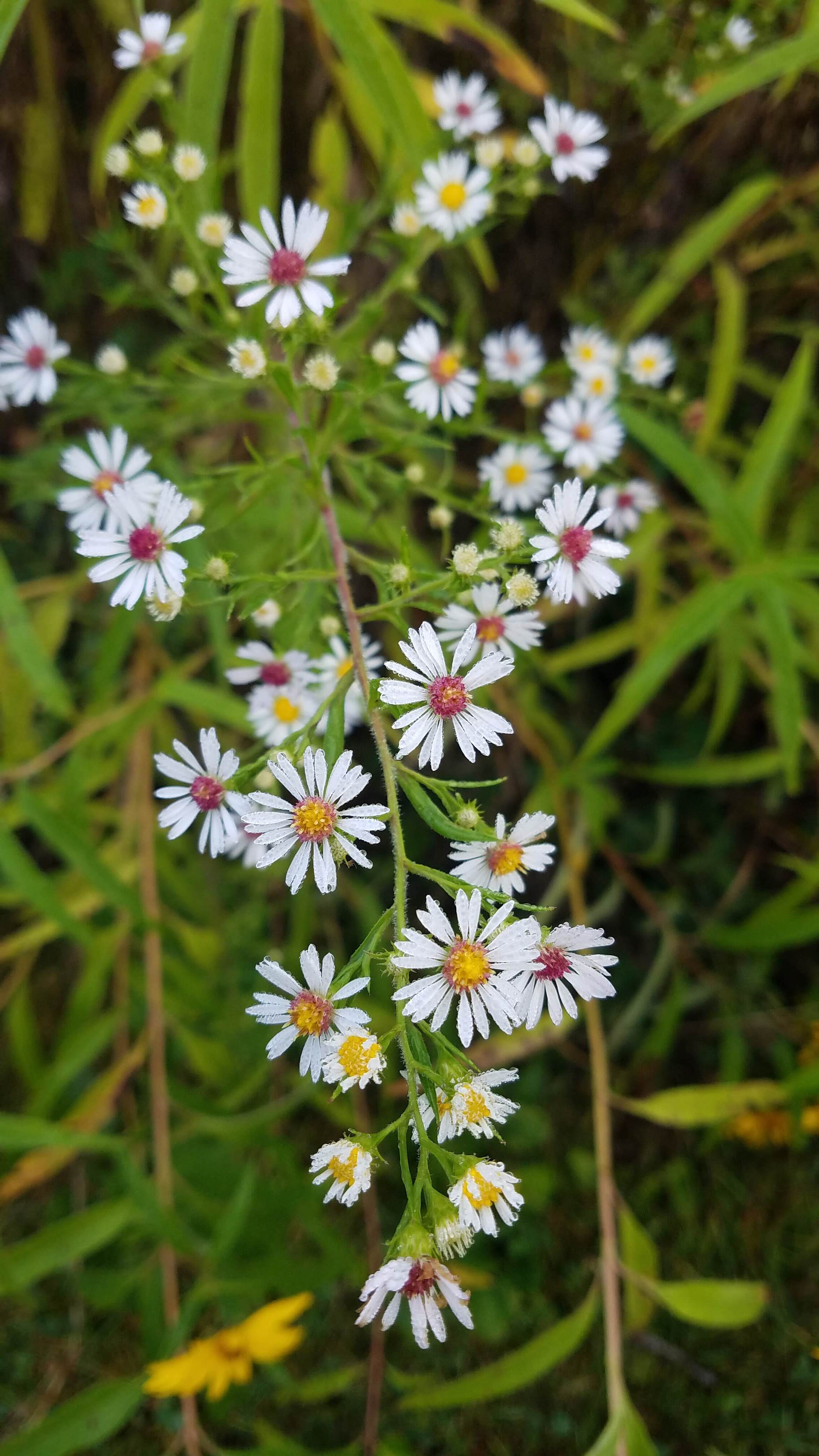 calico aster uses