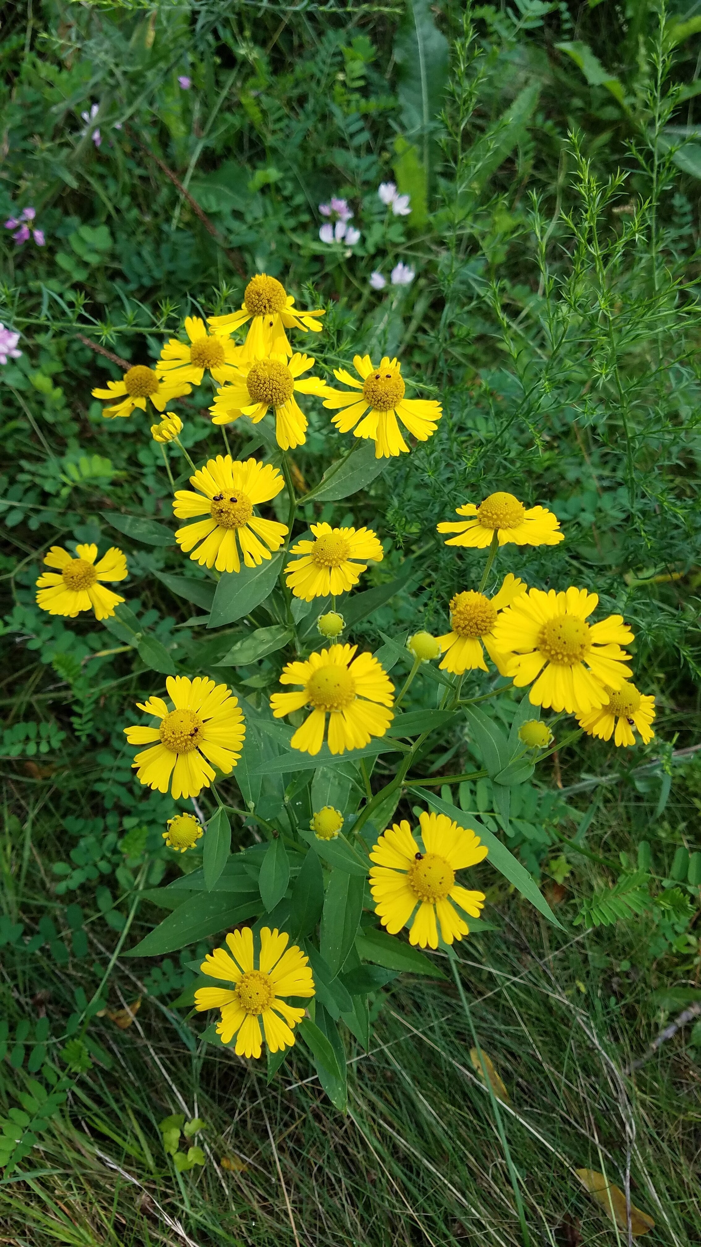 sneezeweed