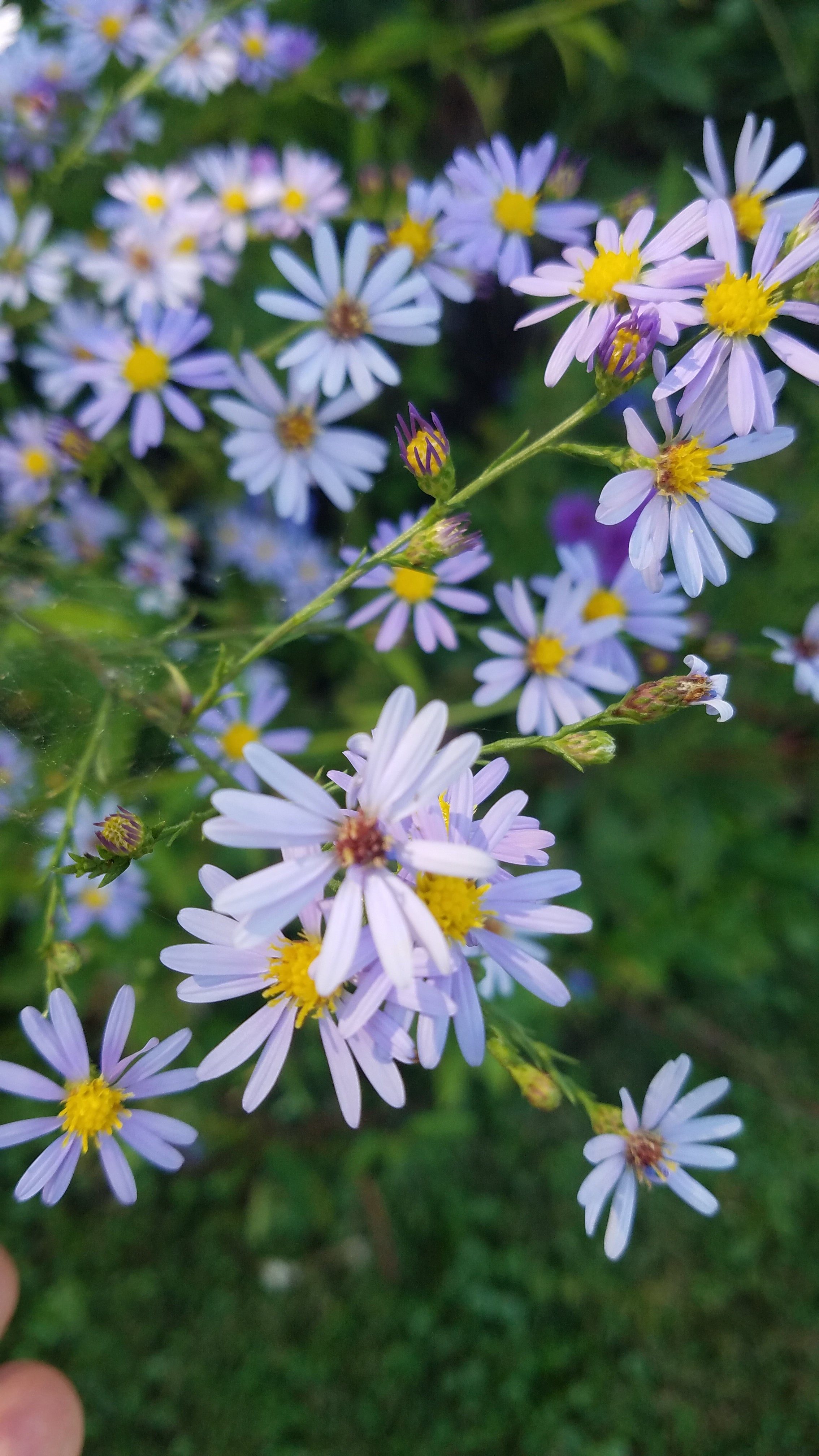 azure aster