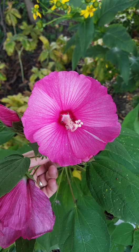 Rose Mallow - (Hibiscus laevis) | Powell's Native Wildflowers