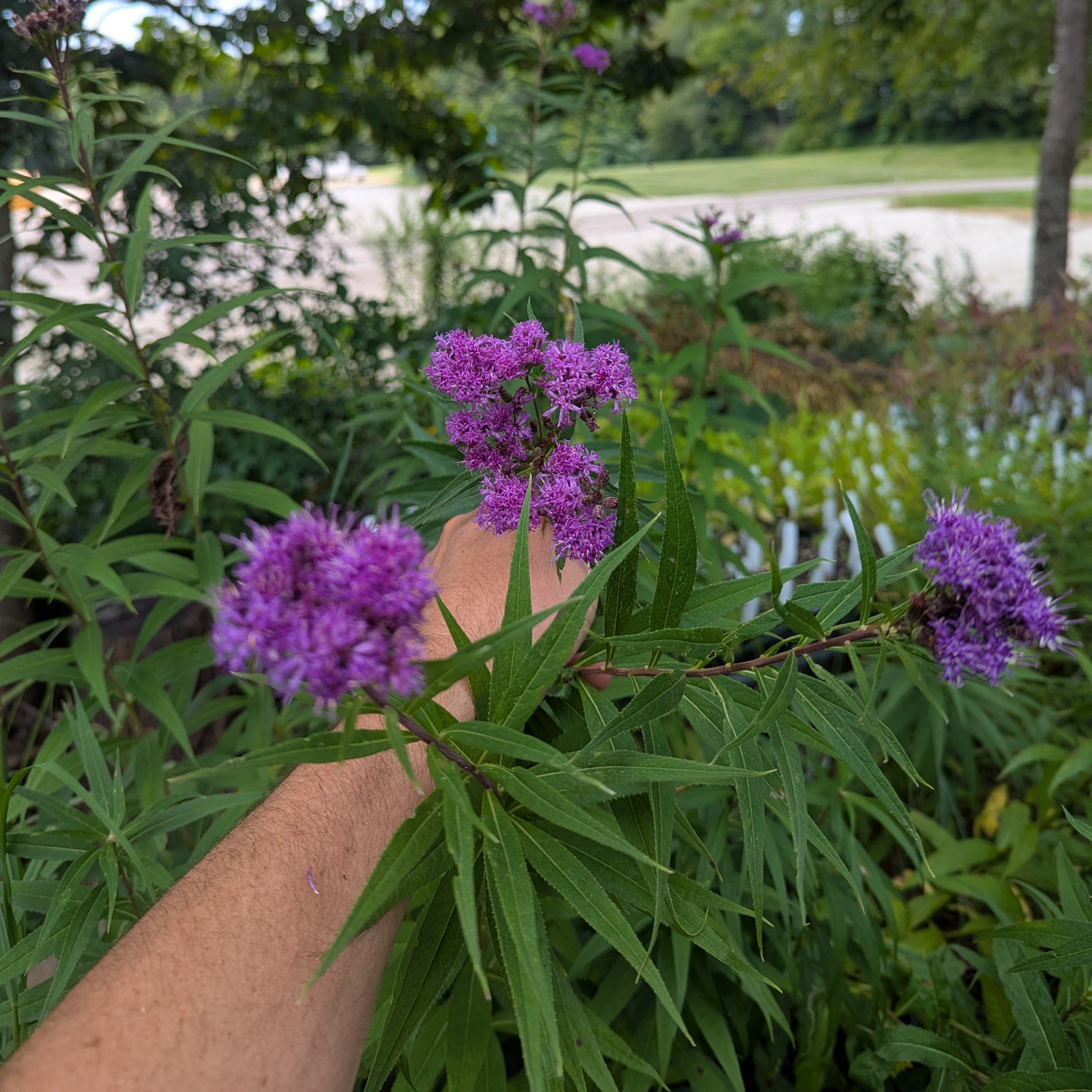 Common Ironweed - (Vernonia fasciculata) | Powell's Native Wildflowers