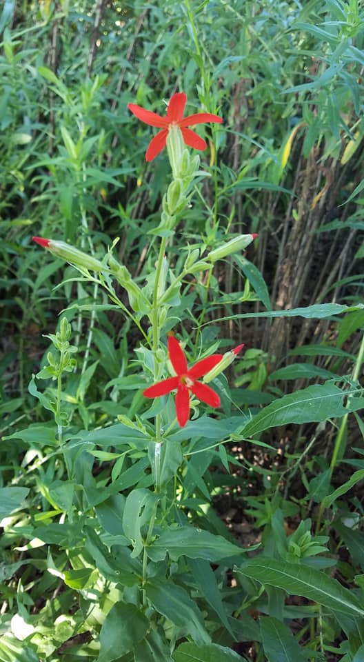 Royal Catchfly - (Silene regia) | Powell's Native Wildflowers