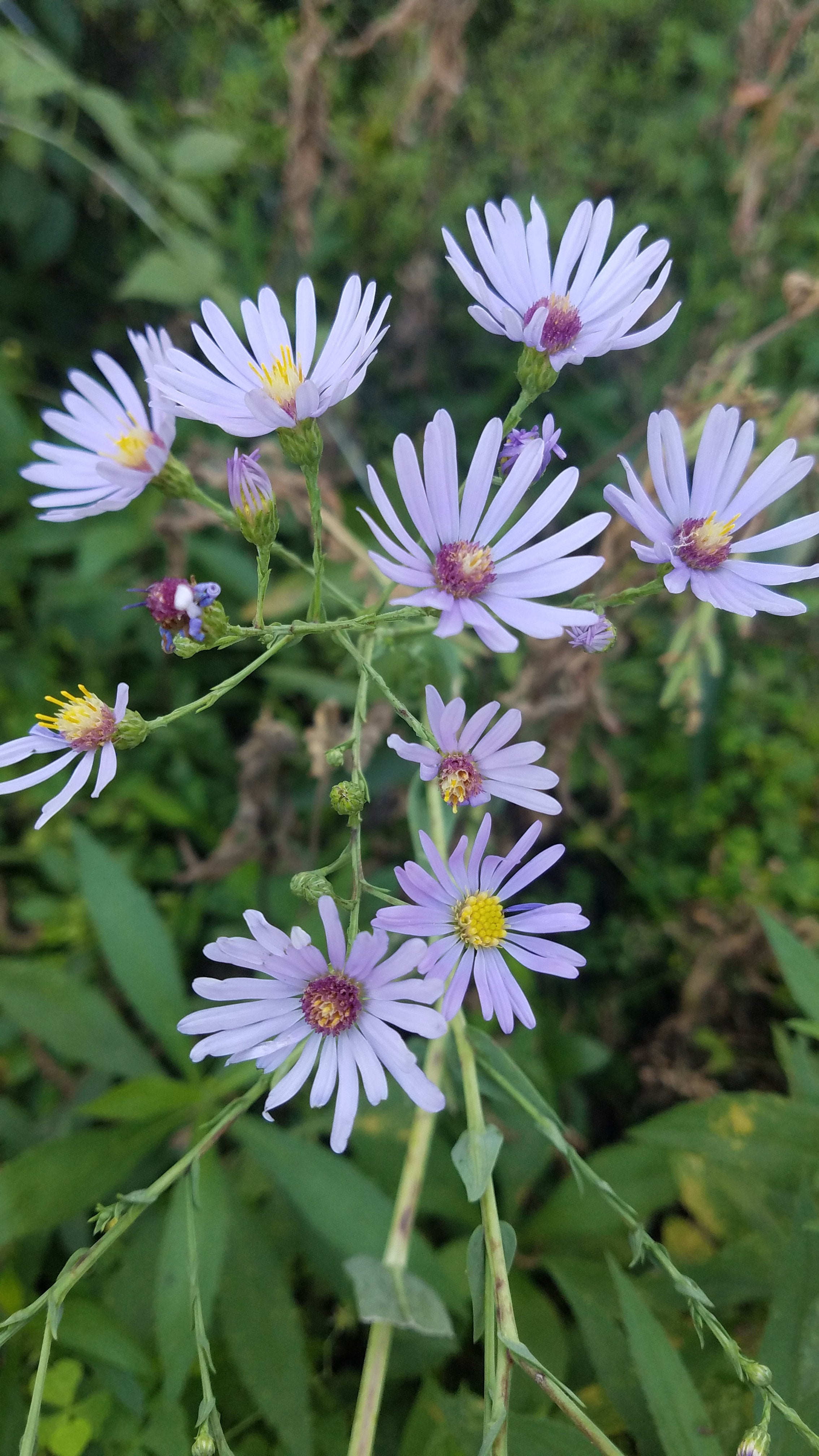 smooth blue aster