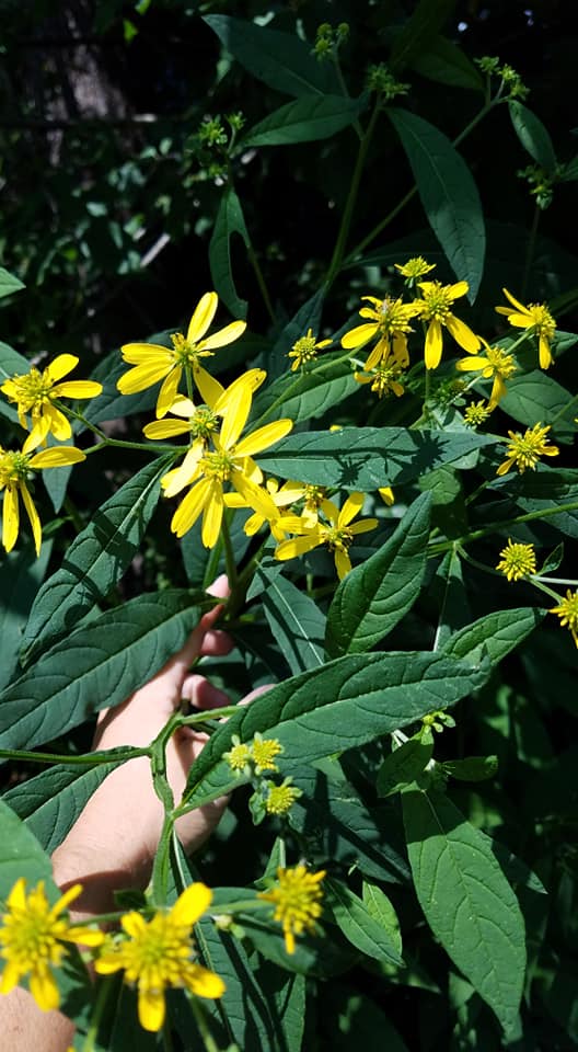 Wingstem - (Verbesina alternifolia) | Powell's Native Wildflowers
