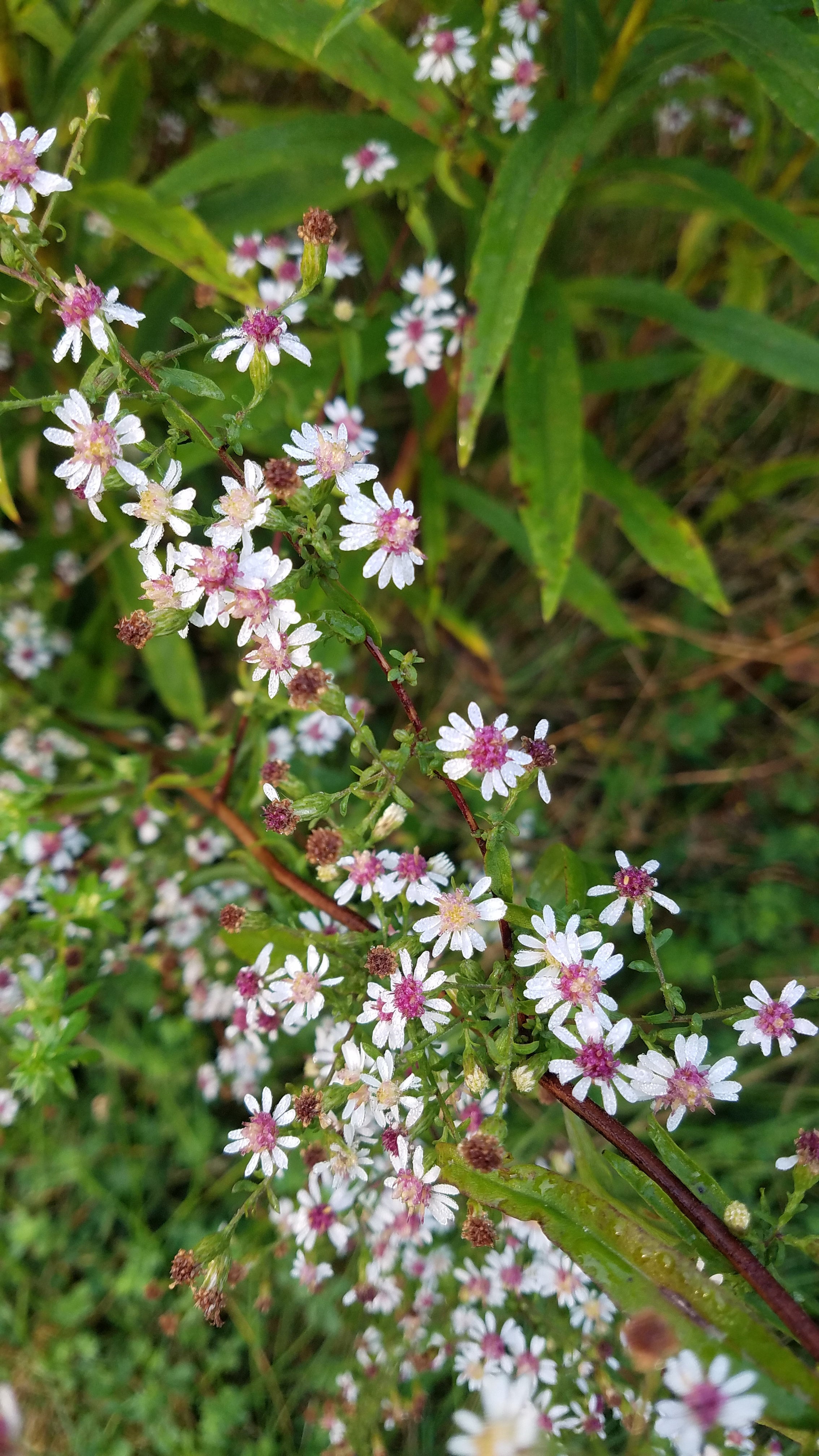 calico aster uk