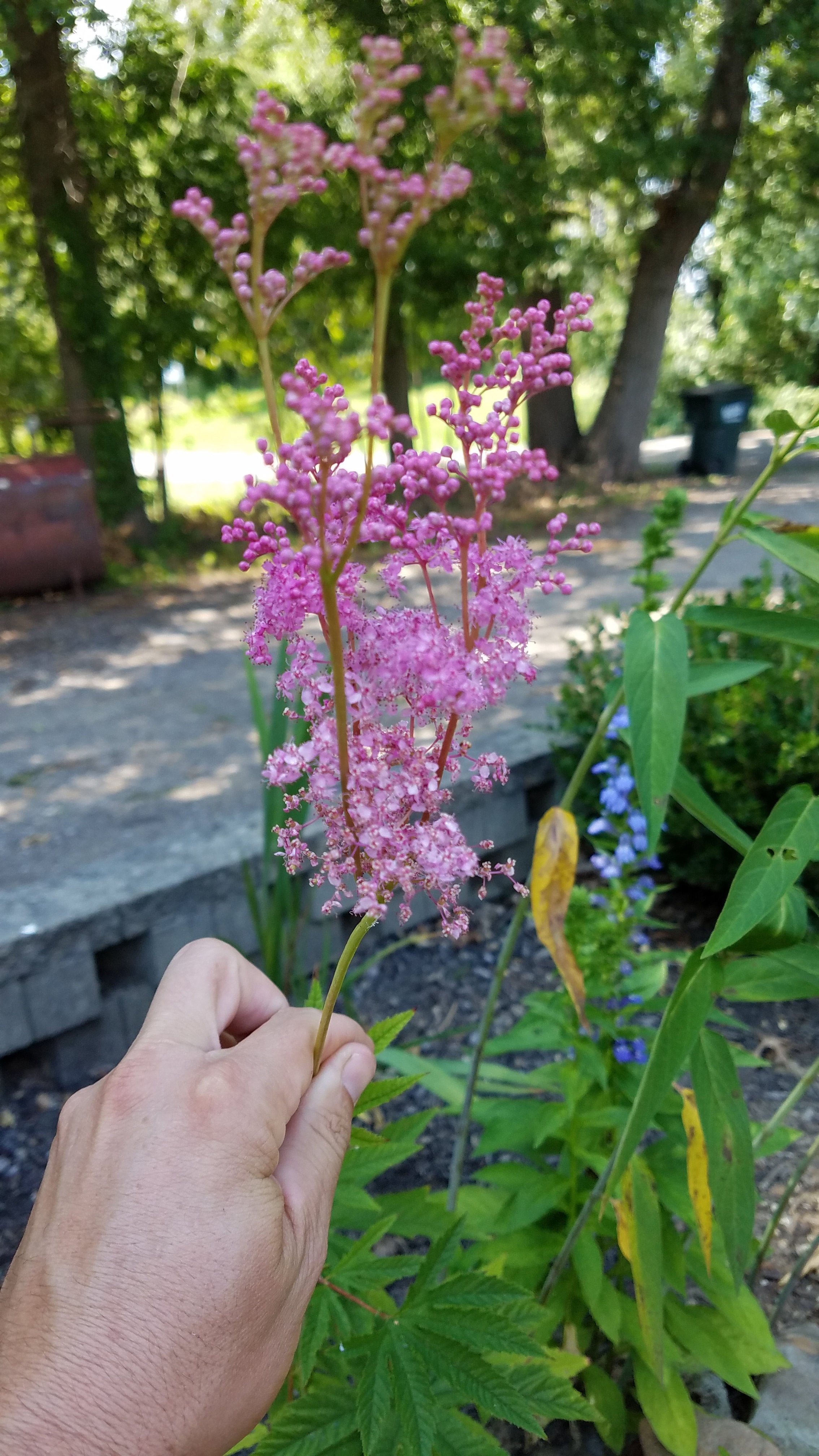 Queen of the Prairie - (Filipendula rubra) | Powell's Native Wildflowers