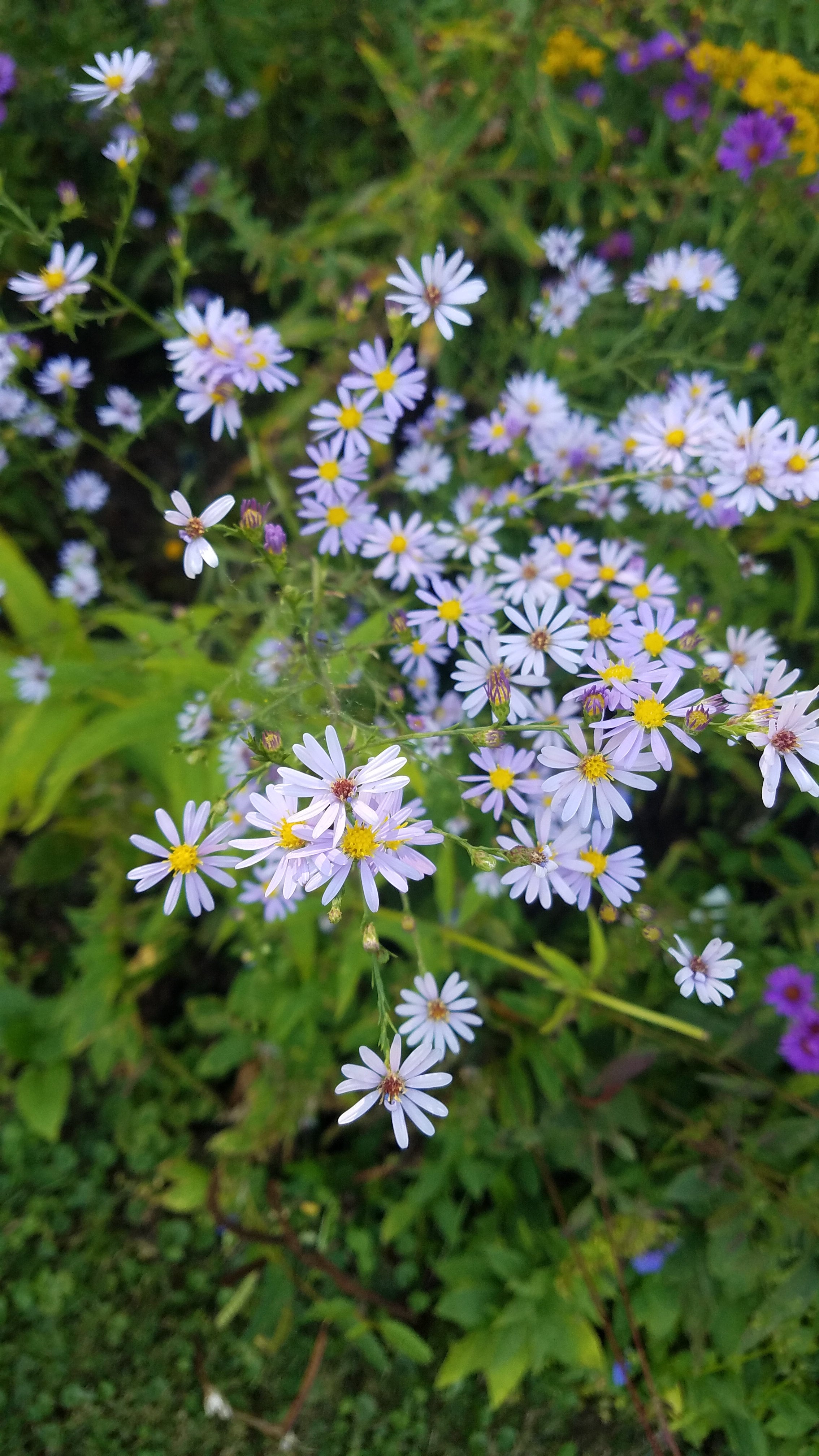 sky blue aster size