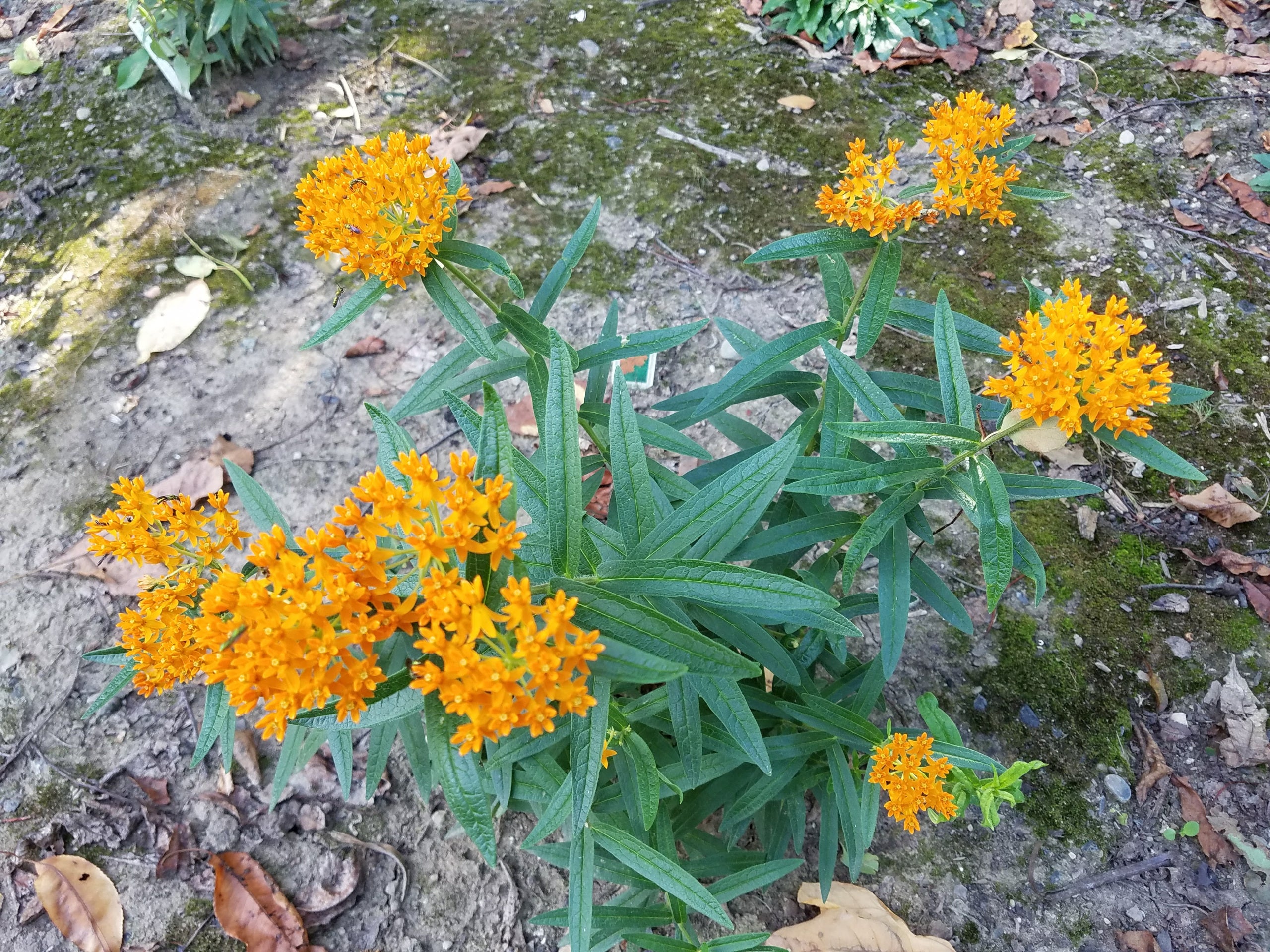 Butterfly Weed - (Asclepias tuberosa) | Powell's Native Wildflowers