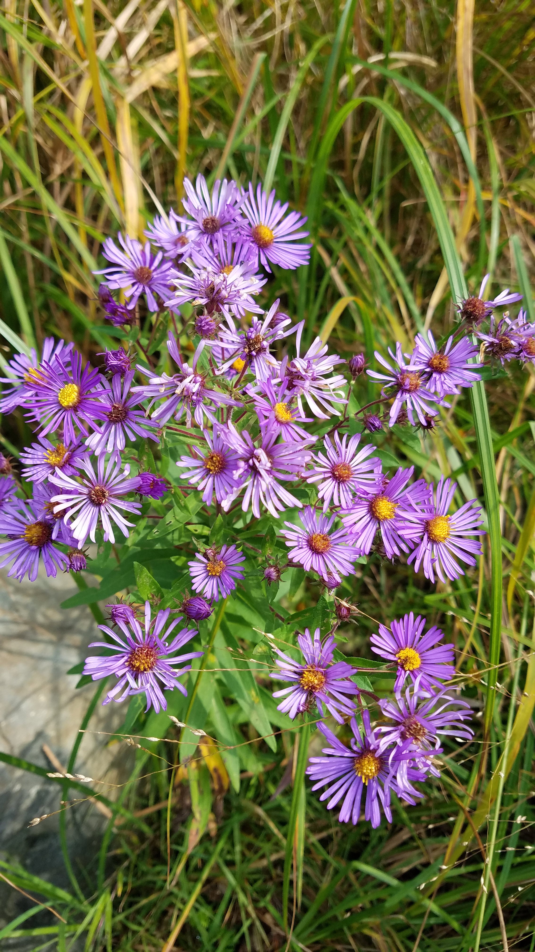 New England Aster - (Symphyotrichum novae-angliae) | Powell's Native ...