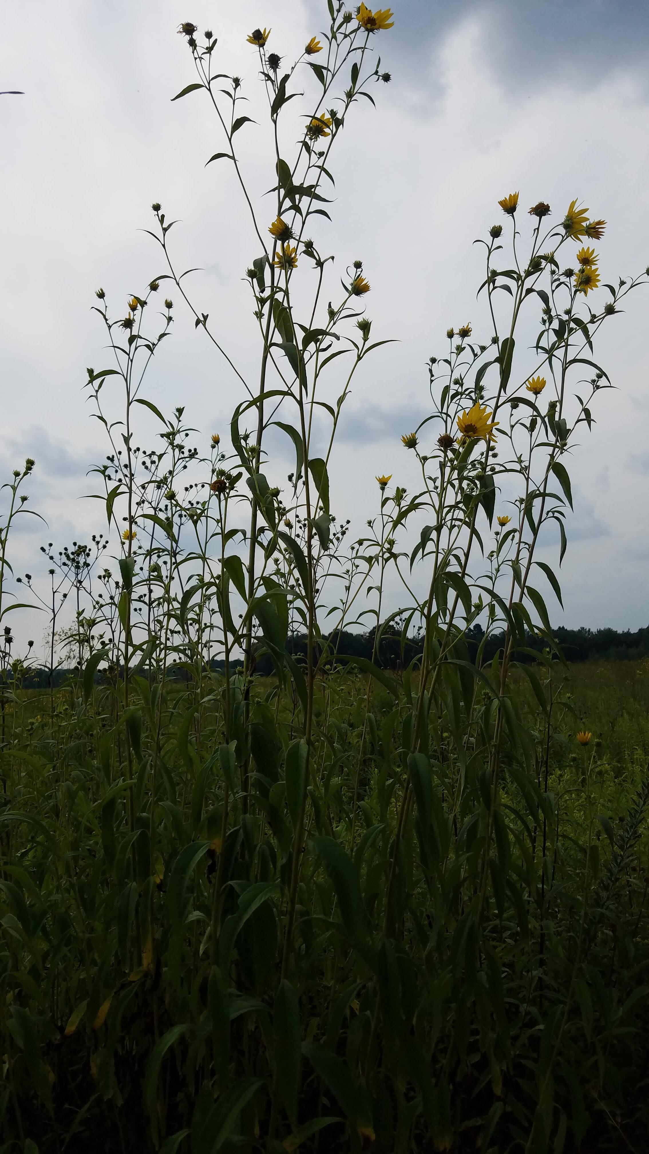 Sawtooth Sunflower - (Helianthus grosseserratus) | Powell's Native ...