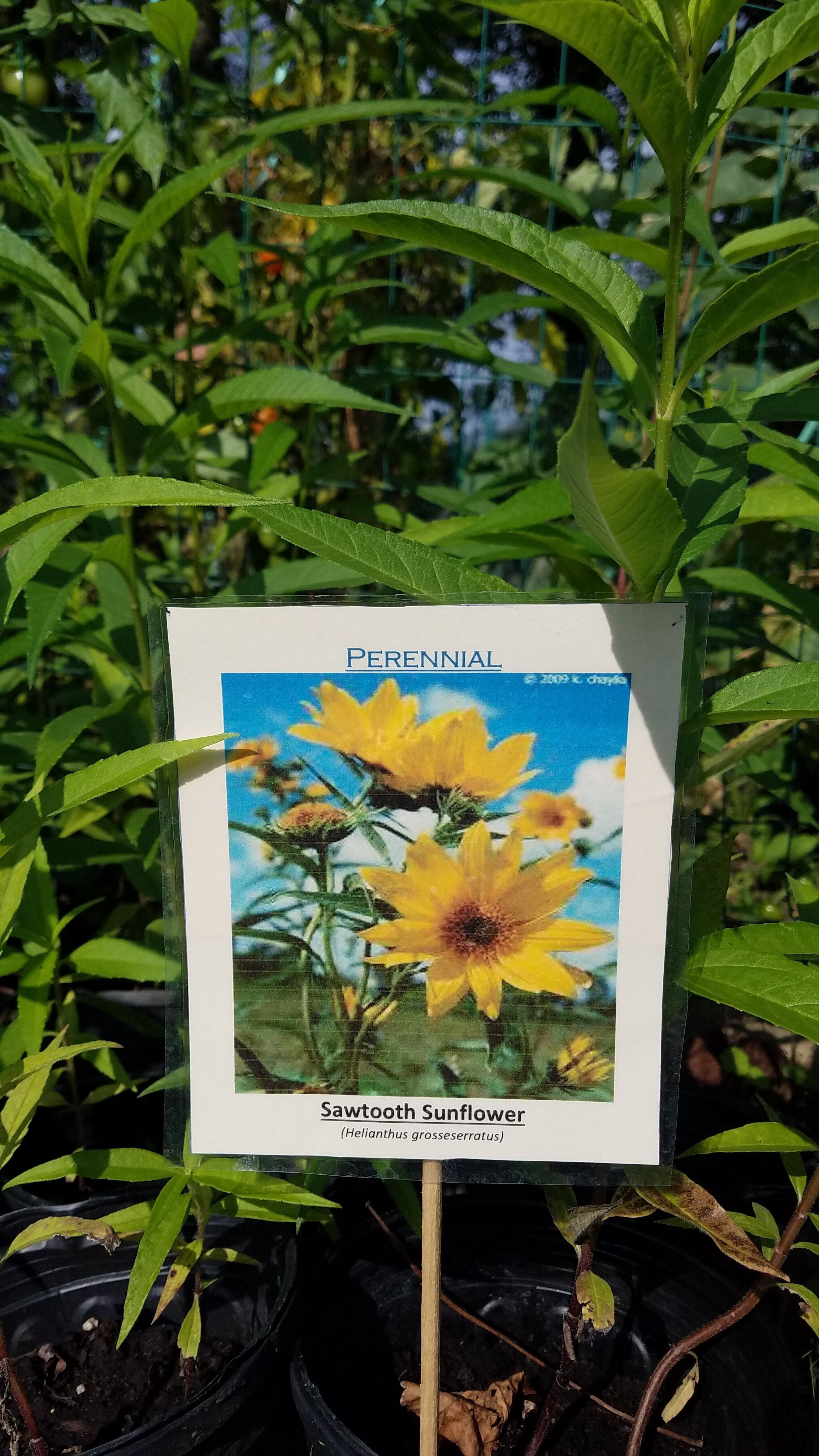 Sawtooth Sunflower - (Helianthus grosseserratus) | Powell's Native ...