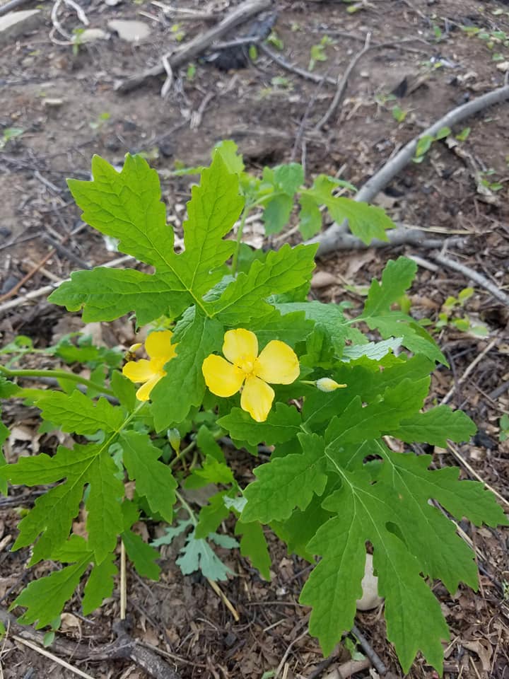 Wood Poppy - (Stylophorum diphyllum) | Powell's Native Wildflowers