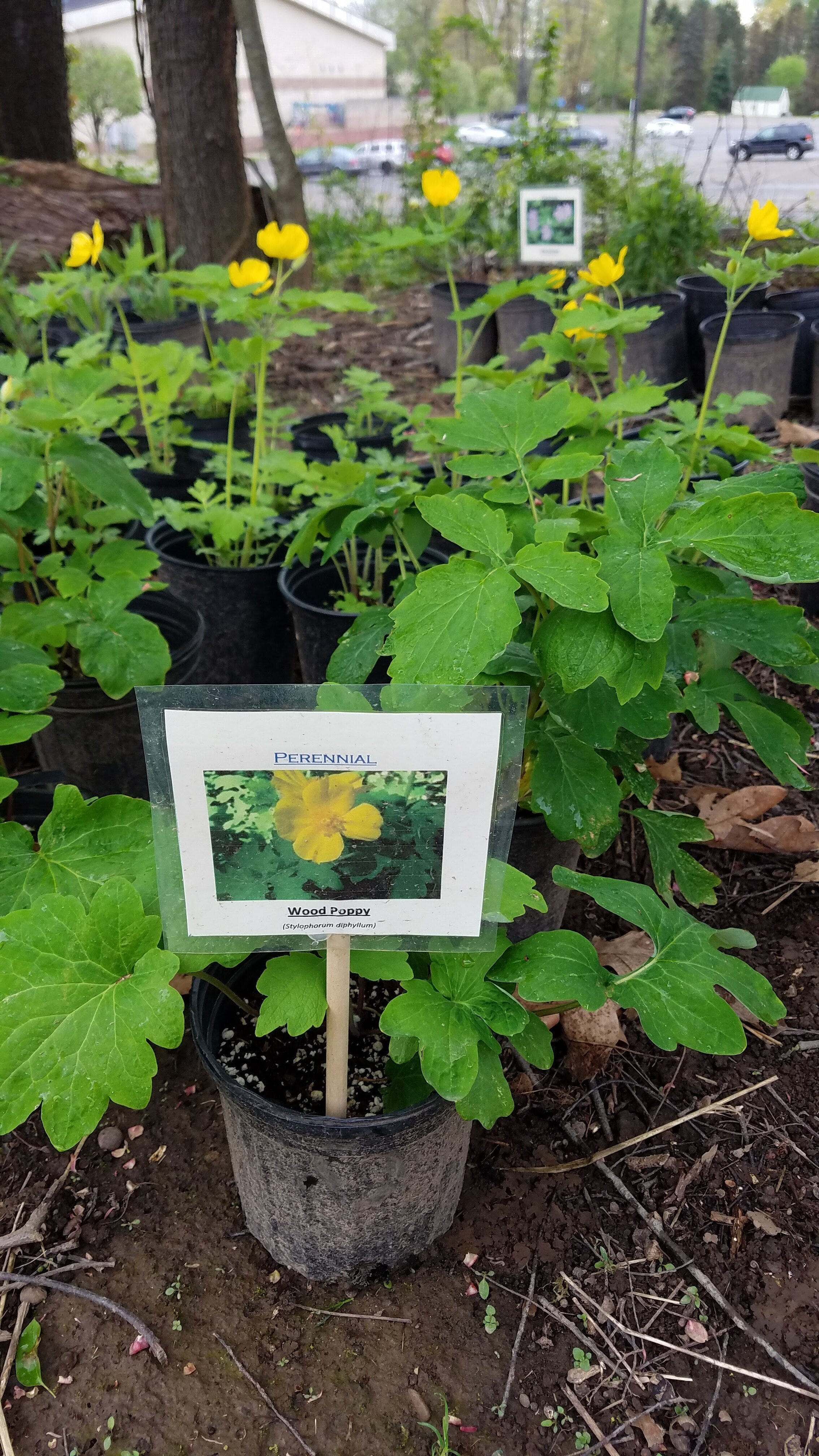 Wood Poppy - (Stylophorum diphyllum) | Powell's Native Wildflowers