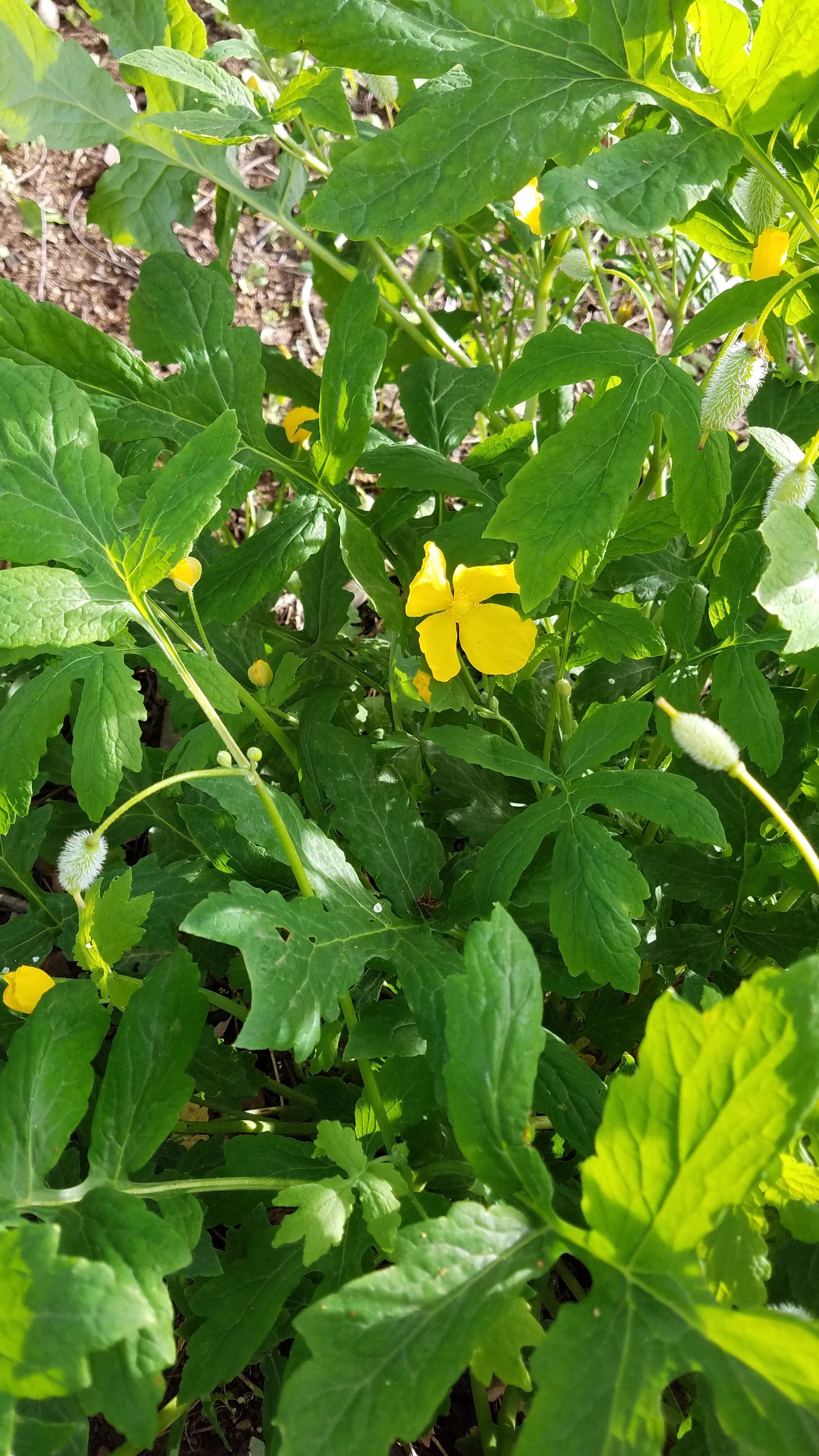 Wood Poppy - (Stylophorum diphyllum) | Powell's Native Wildflowers
