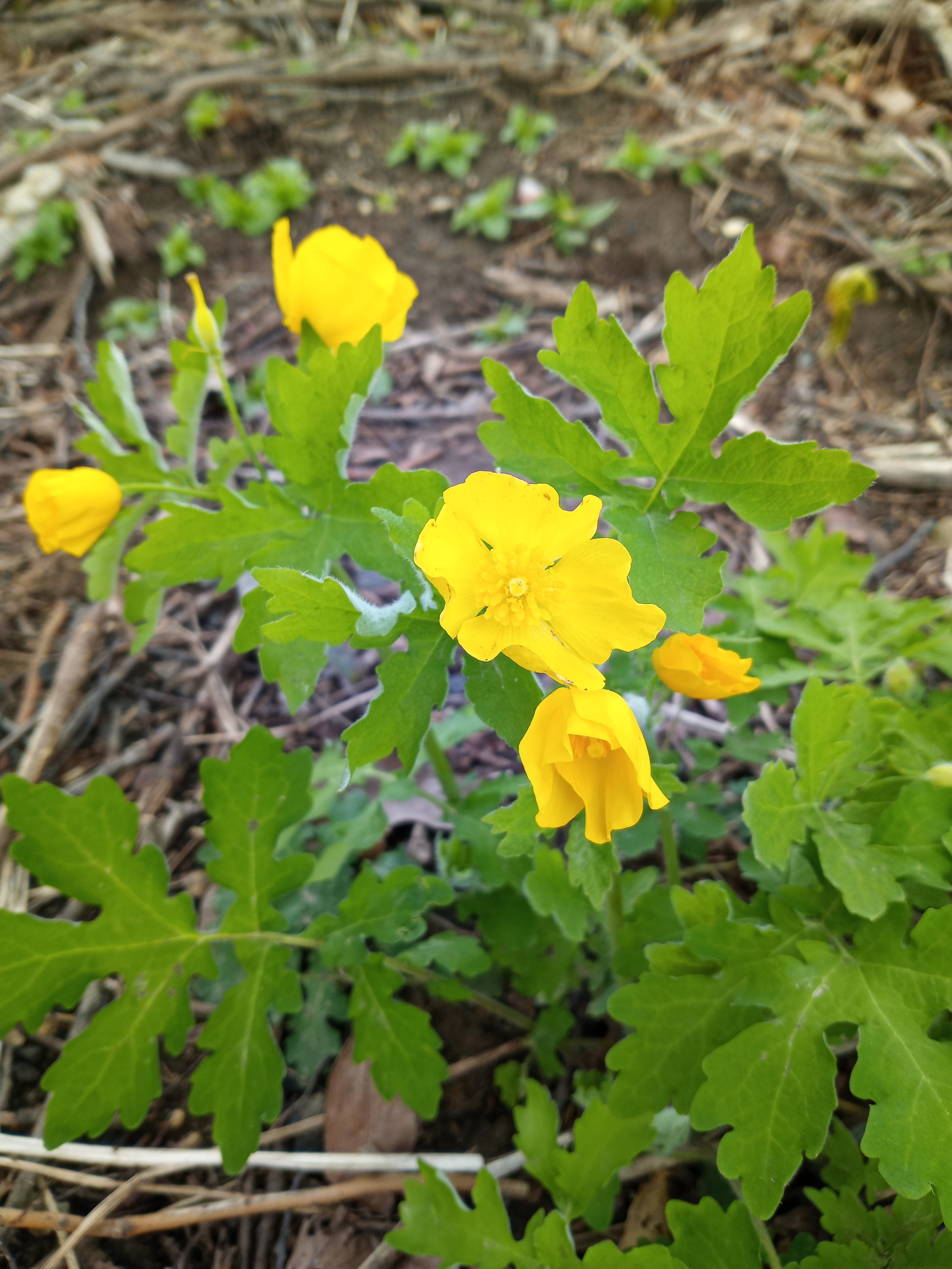 Wood Poppy - (Stylophorum diphyllum) | Powell's Native Wildflowers