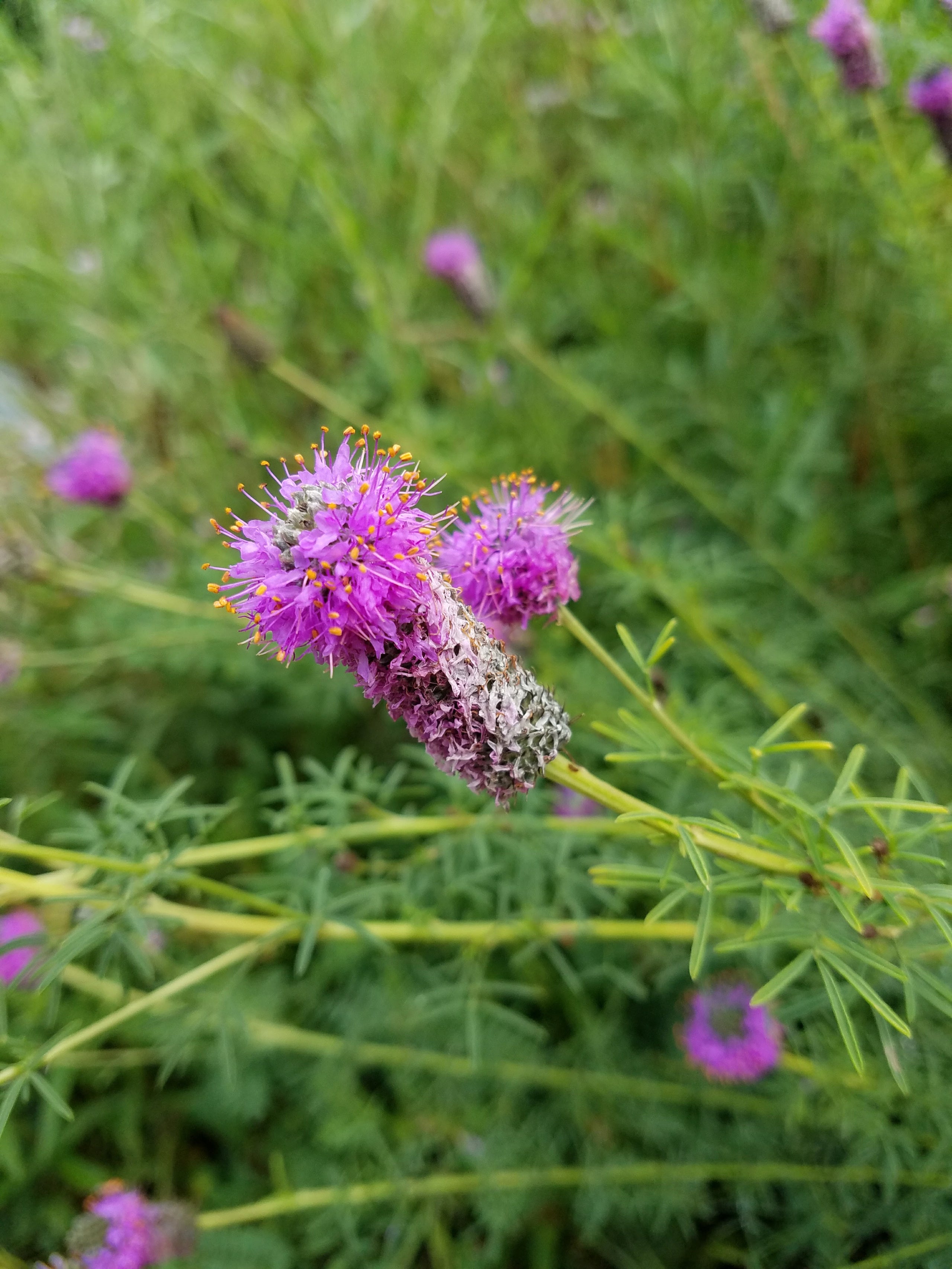 Purple Prairie Clover - (Dalea purpurea) | Powell's Native Wildflowers