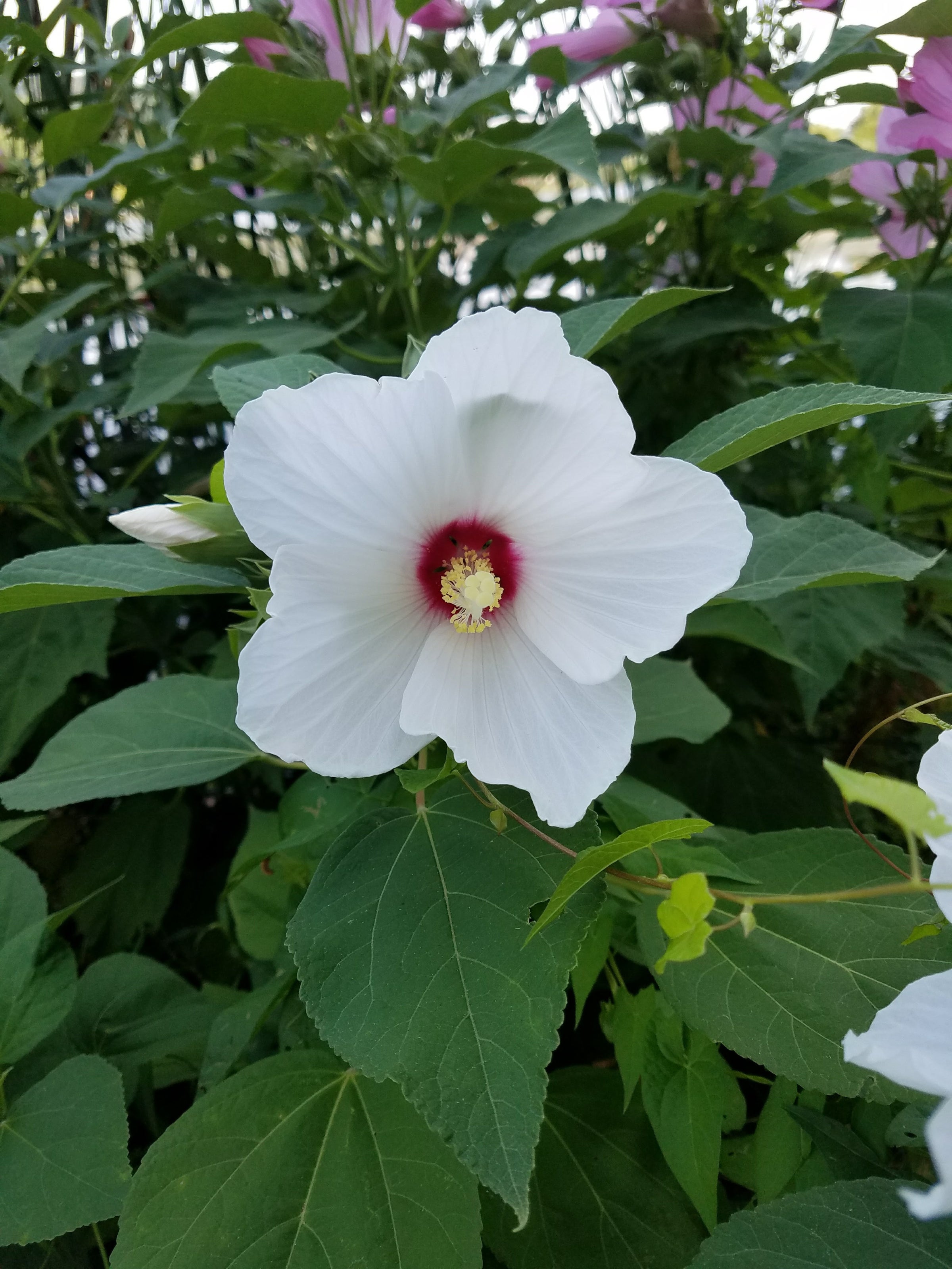 Rose Mallow - (Hibiscus laevis) | Powell's Native Wildflowers