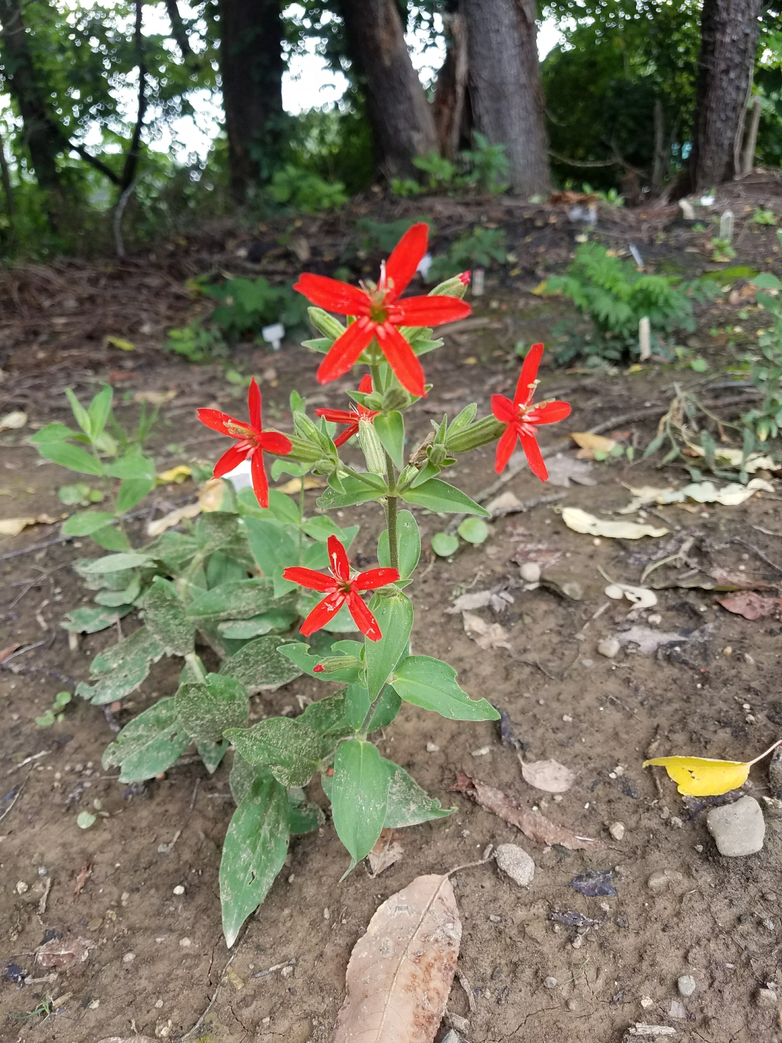 Royal Catchfly - (Silene regia) | Powell's Native Wildflowers