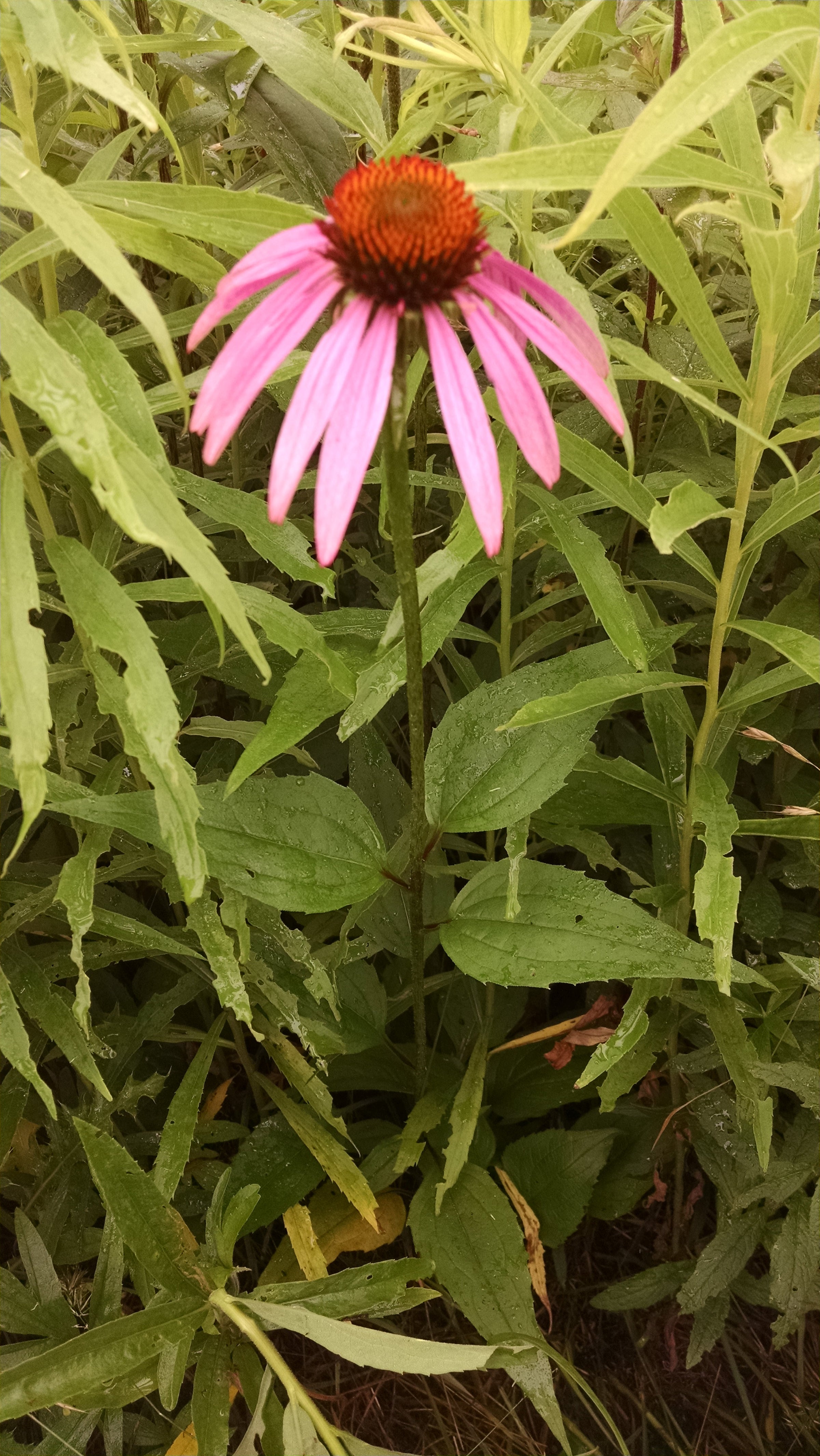 Purple Coneflower - (Echinacea purpurea) | Powell's Native Wildflowers