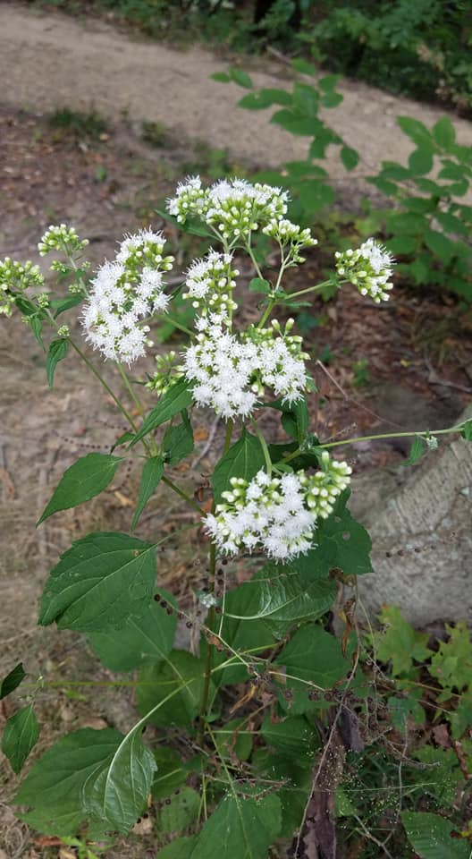 White Snakeroot - (Ageratina altissima) | Powell's Native Wildflowers
