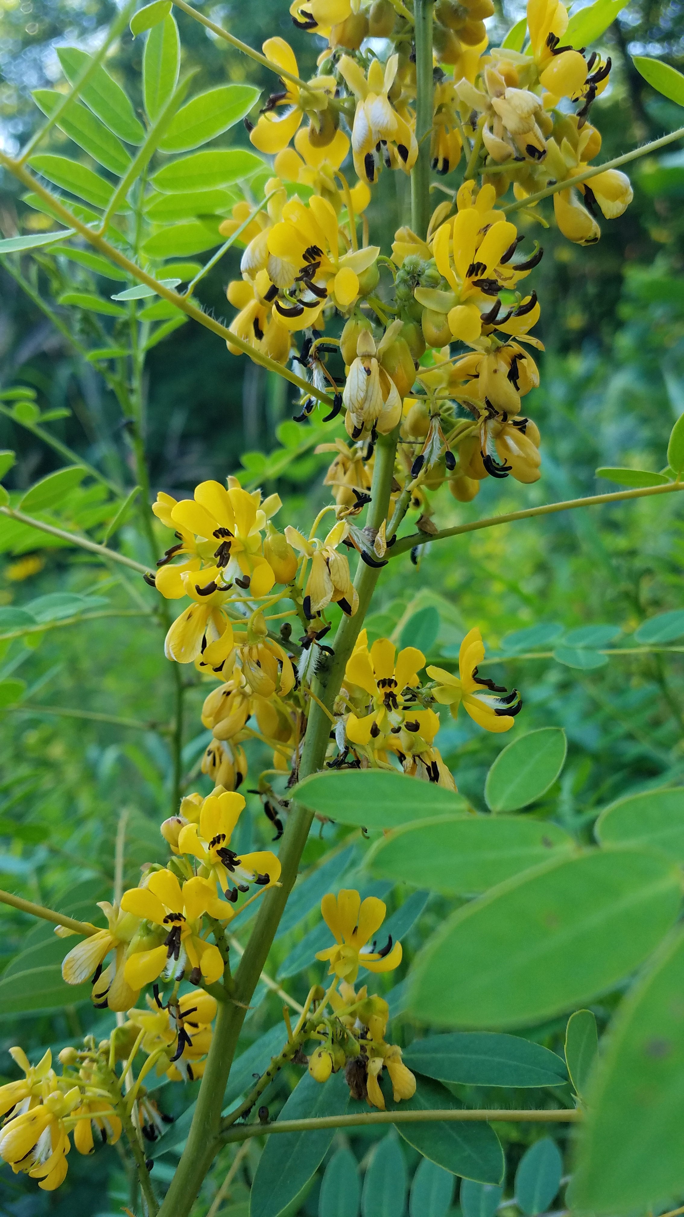 Wild Senna - (Senna hebecarpa) | Powell's Native Wildflowers