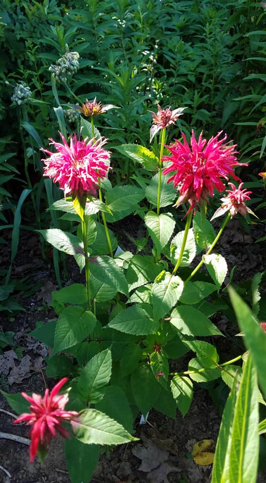 Oswego Tea - (Monarda didyma) | Powell's Native Wildflowers
