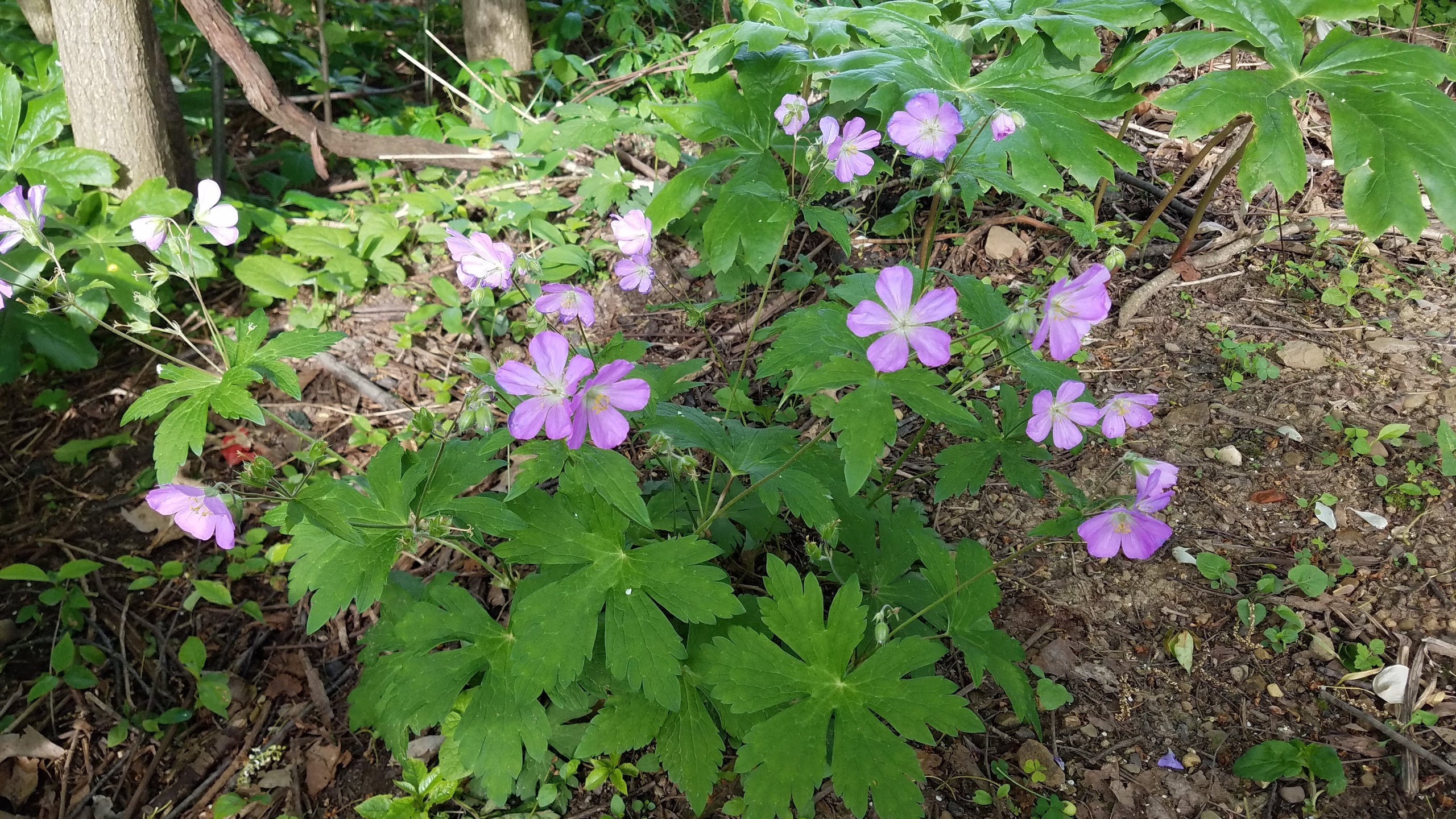 Wild Geranium - (Geranium maculatum) | Powell's Native Wildflowers