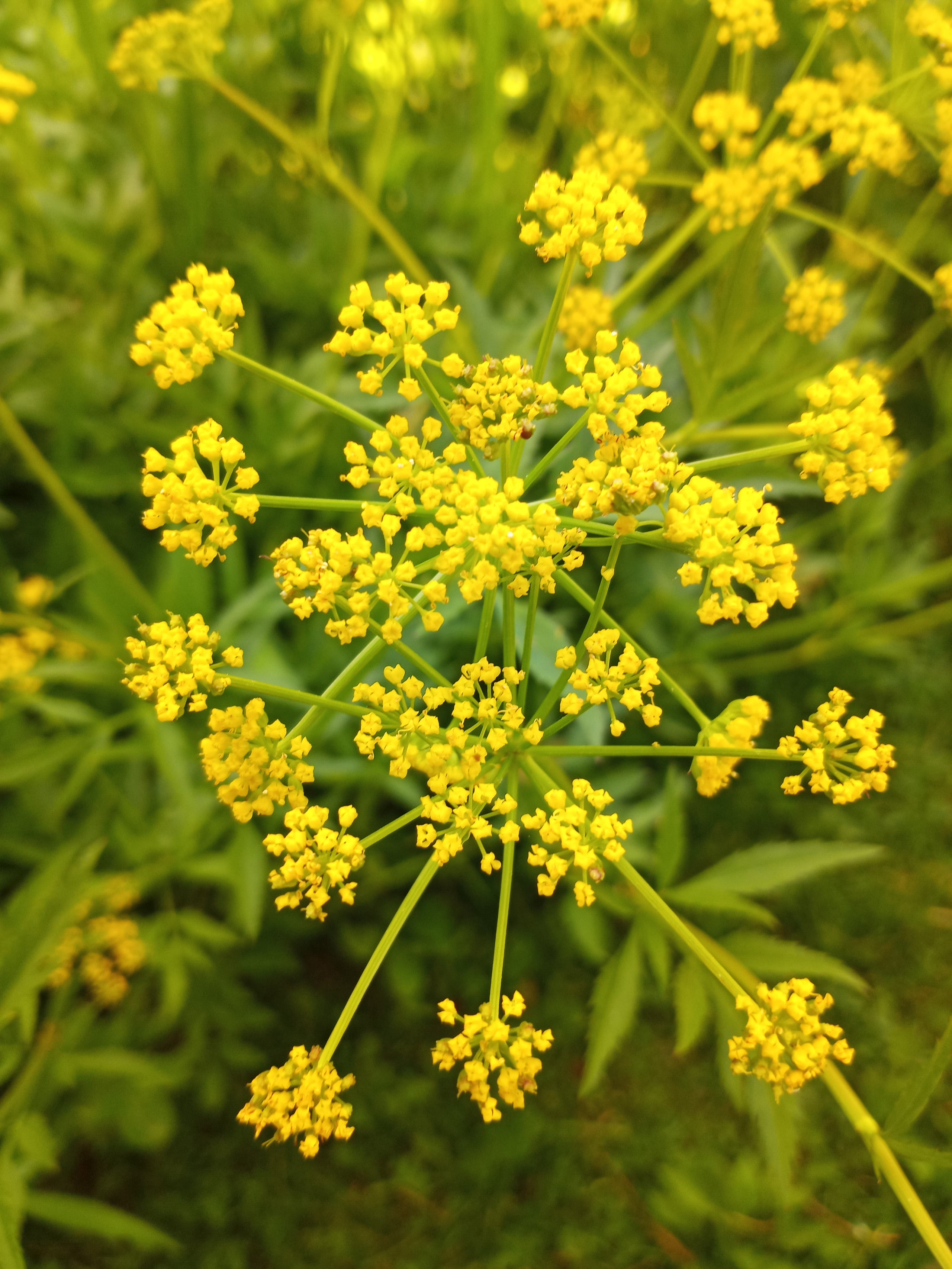 Golden Alexander - (Zizia aurea) | Powell's Native Wildflowers
