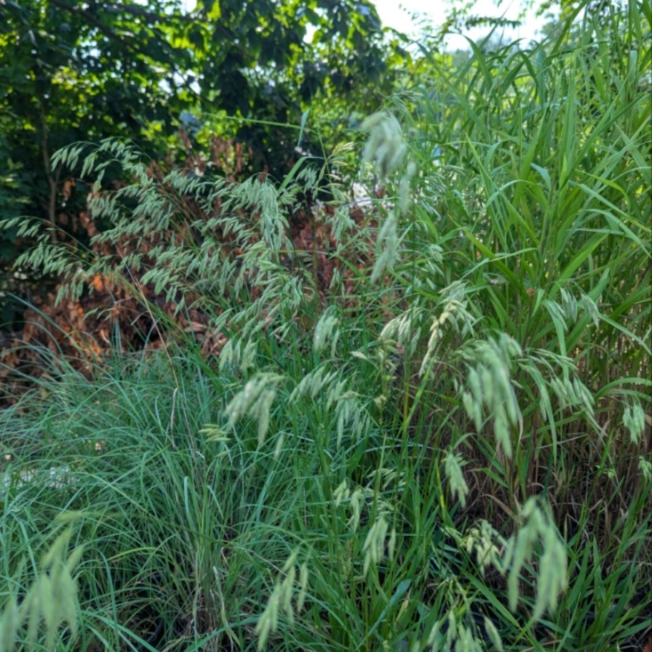 Prairie Brome - (Bromus kalmii) | Powell's Native Wildflowers