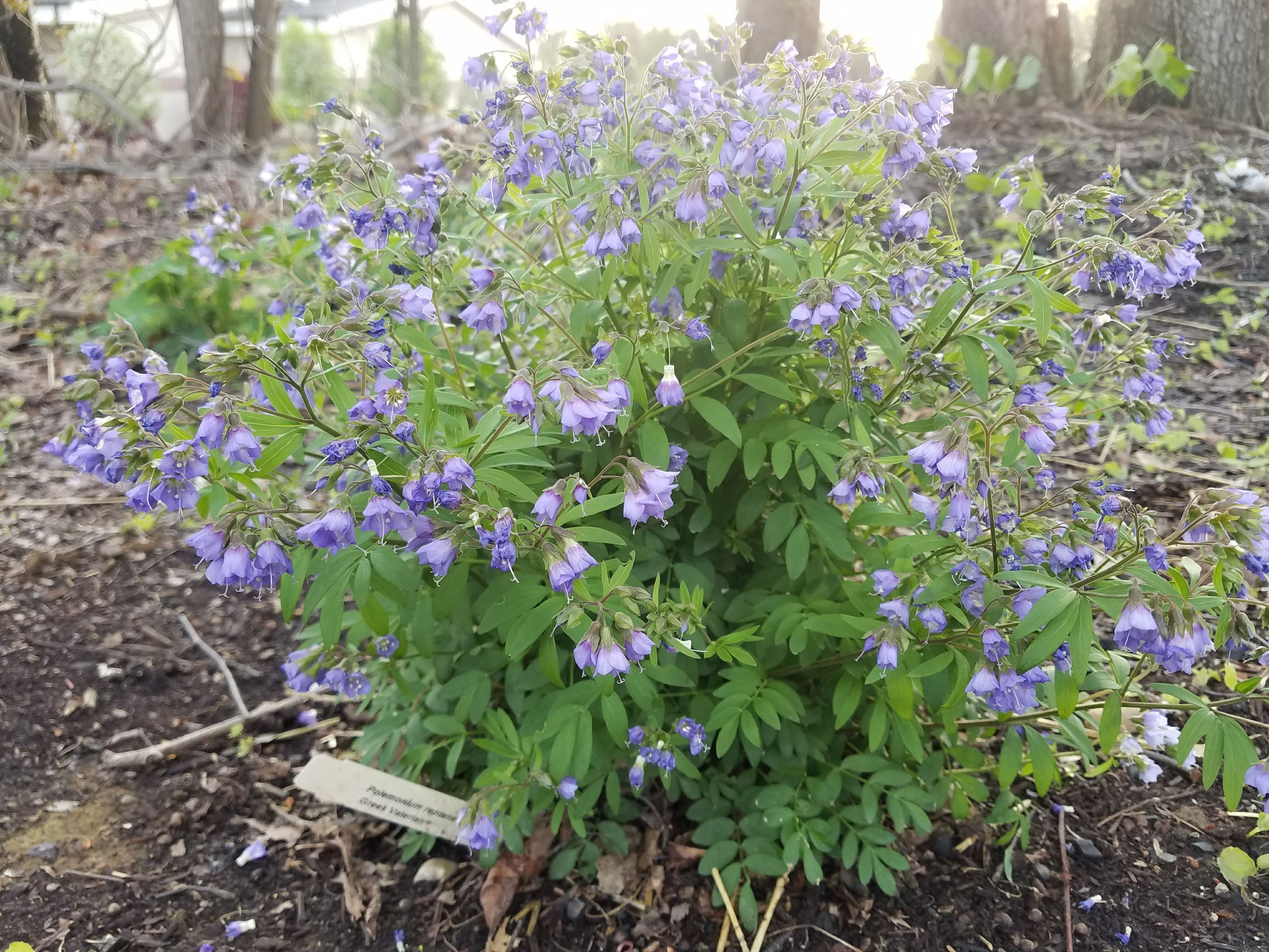 Jacob's Ladder - (Polemonium reptans) | Powell's Native Wildflowers