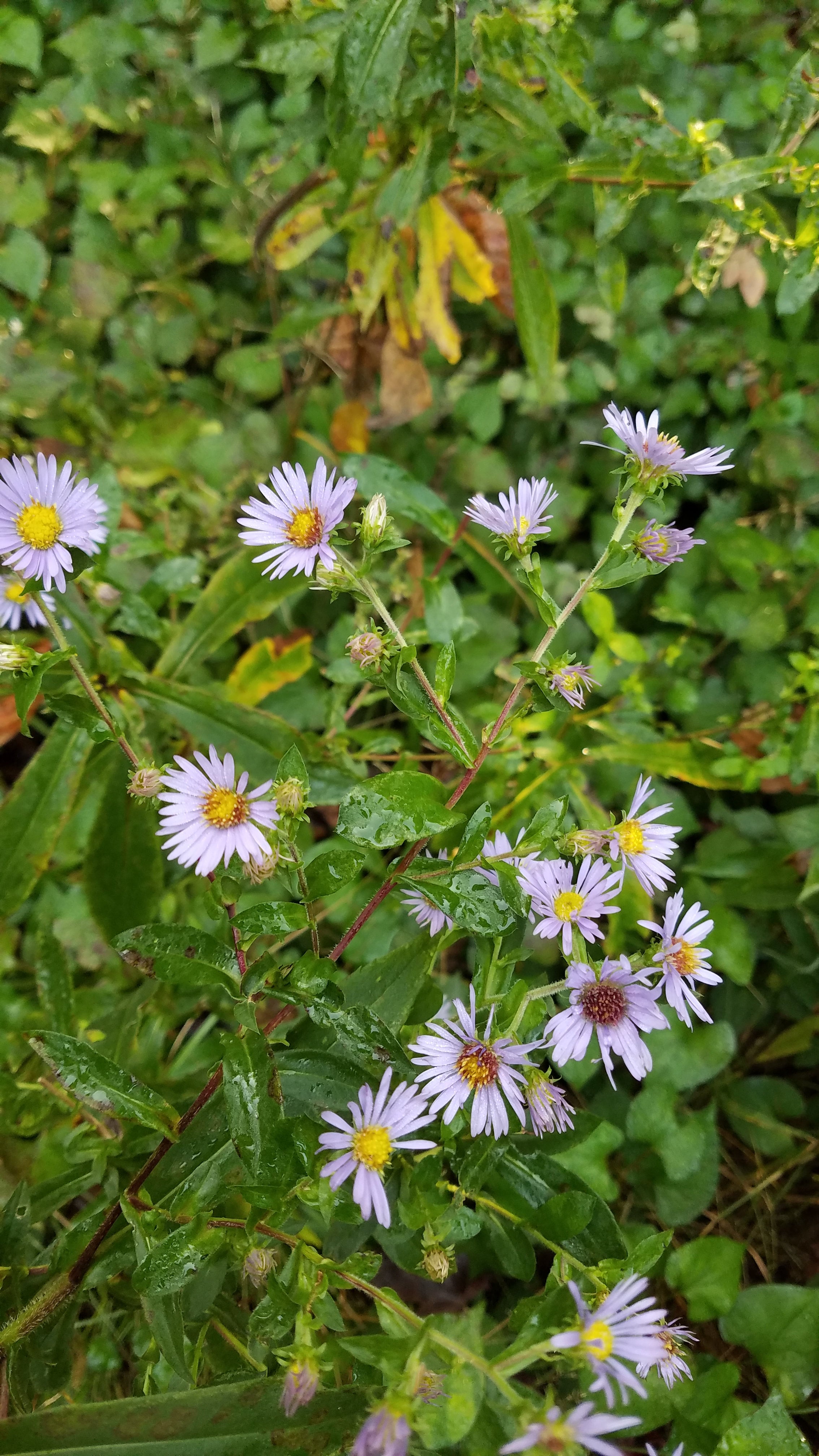 Potted Plants Wildflowers | Powell's Native Wildflowers