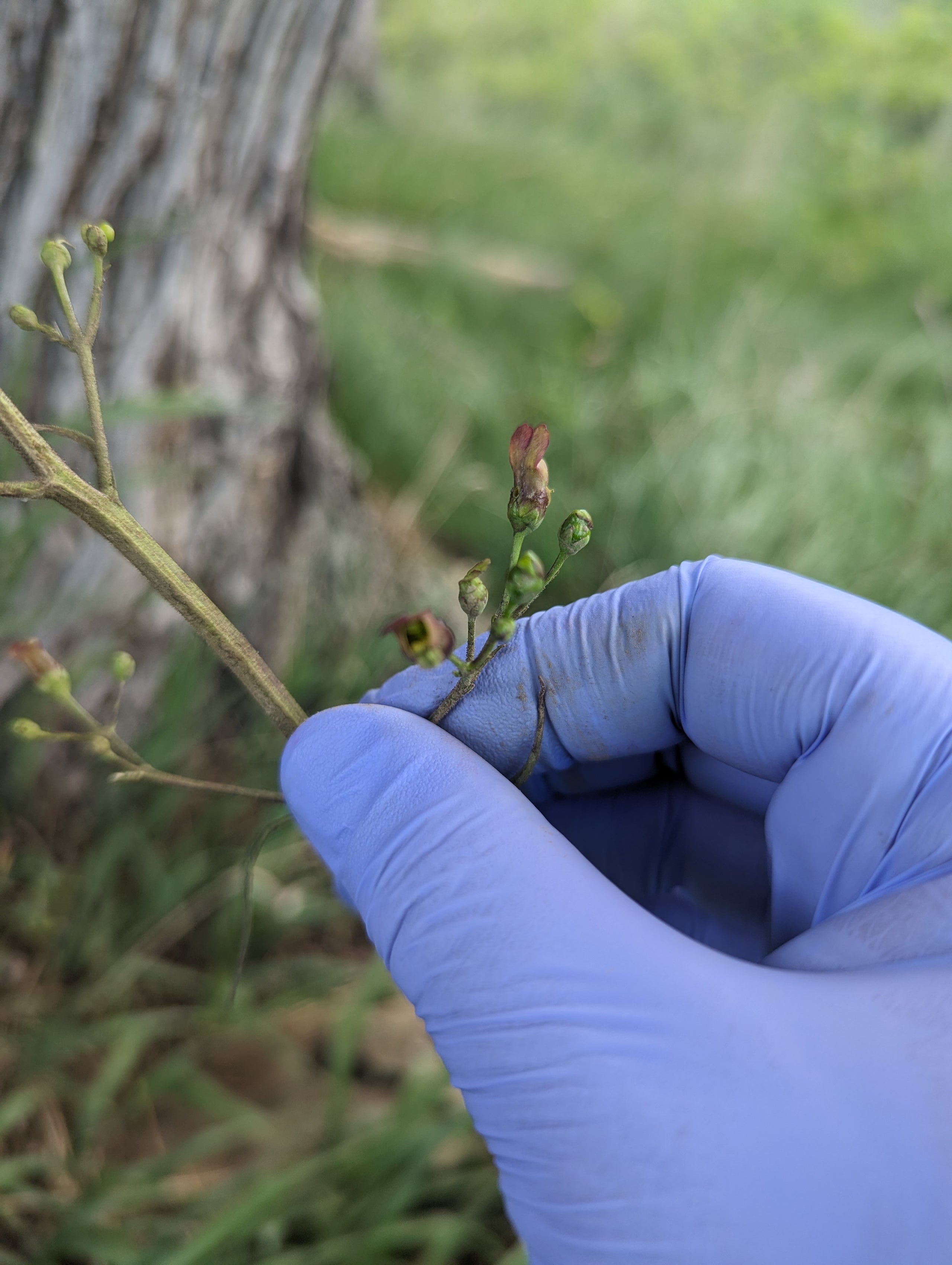 Early Figwort - (Scrophularia lanceolata) | Powell's Native Wildflowers