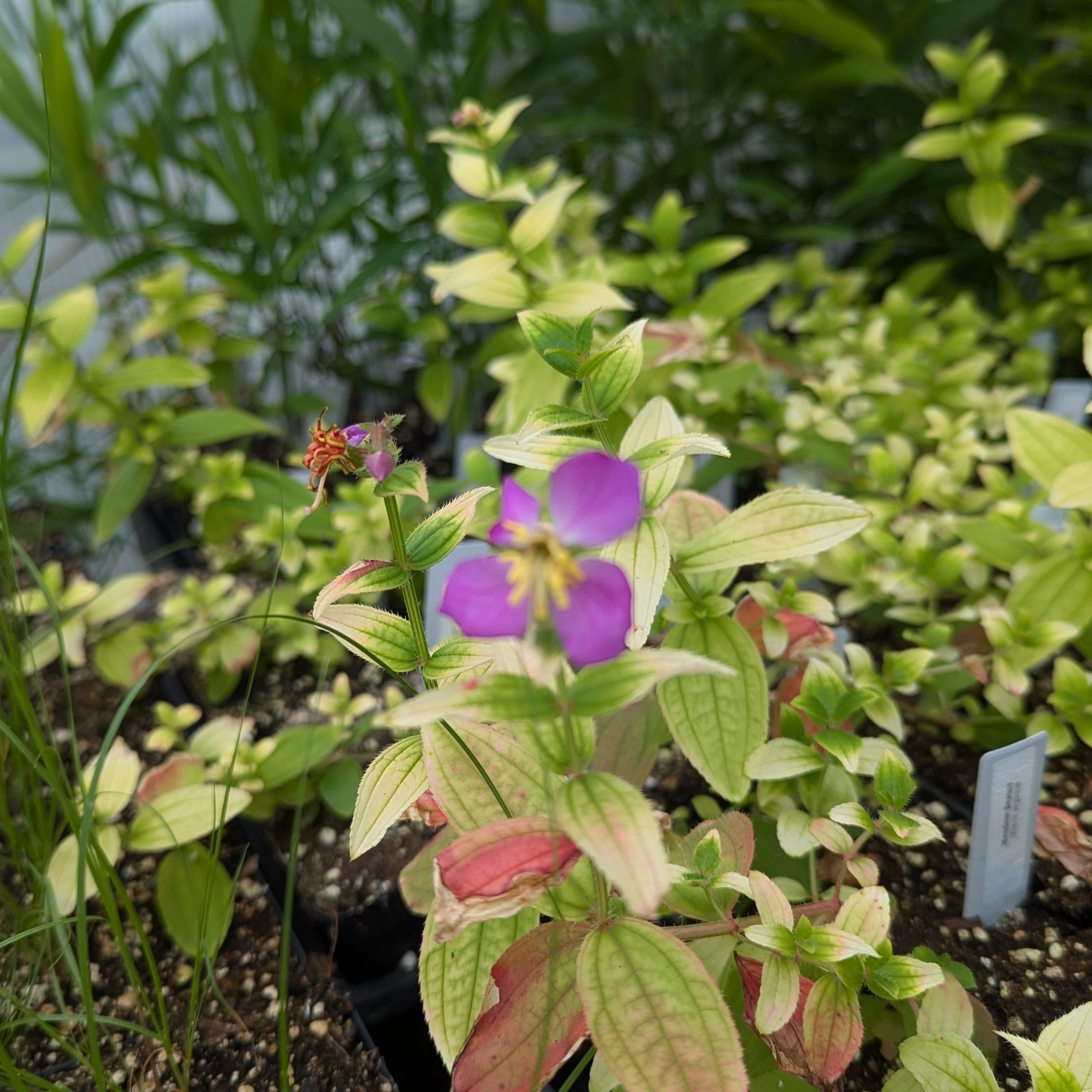 Meadow Beauty - (Rhexia virginica) | Powell's Native Wildflowers