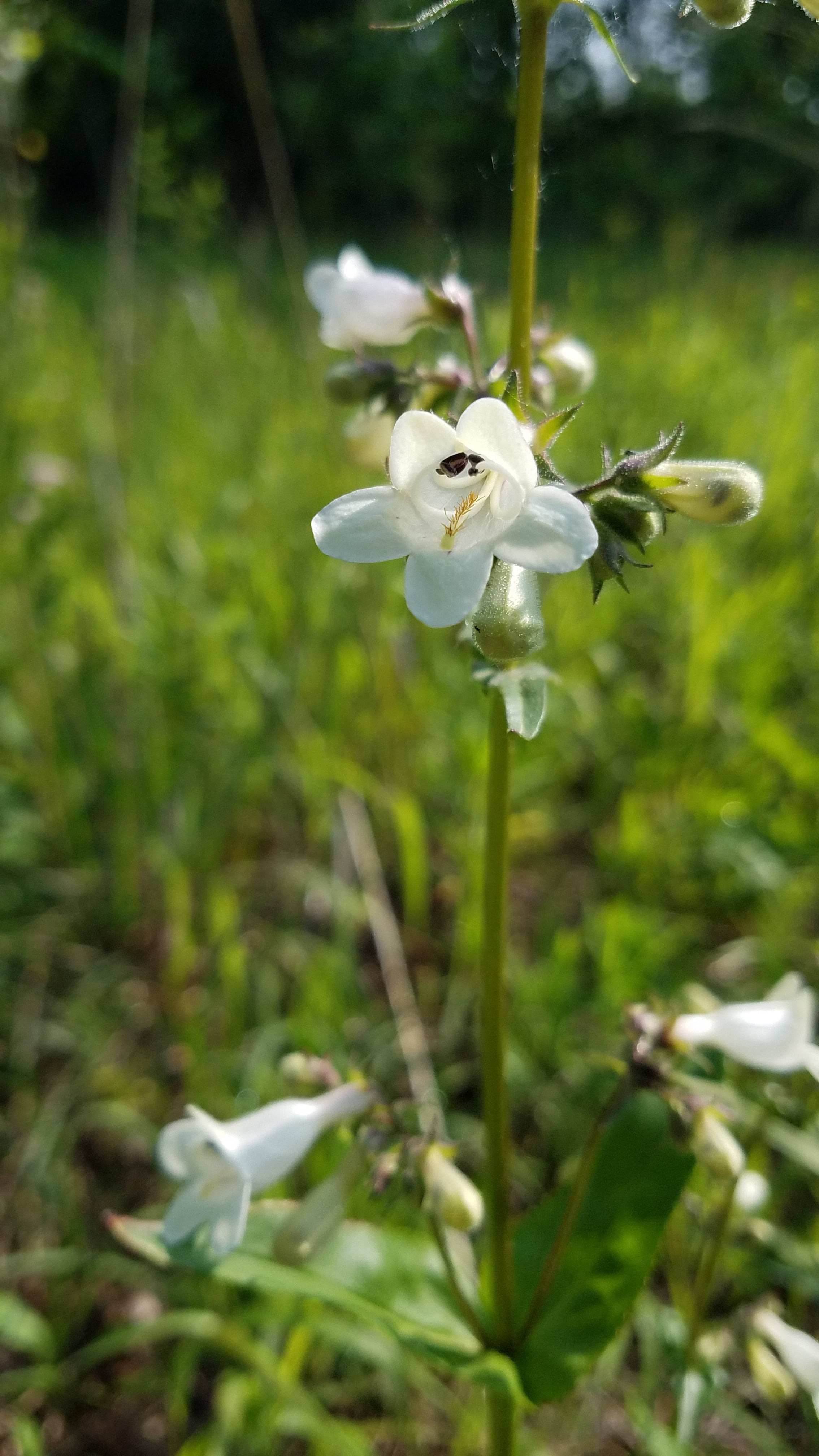 Foxglove Beardtongue - (Penstemon digitalis) | Powell's Native Wildflowers