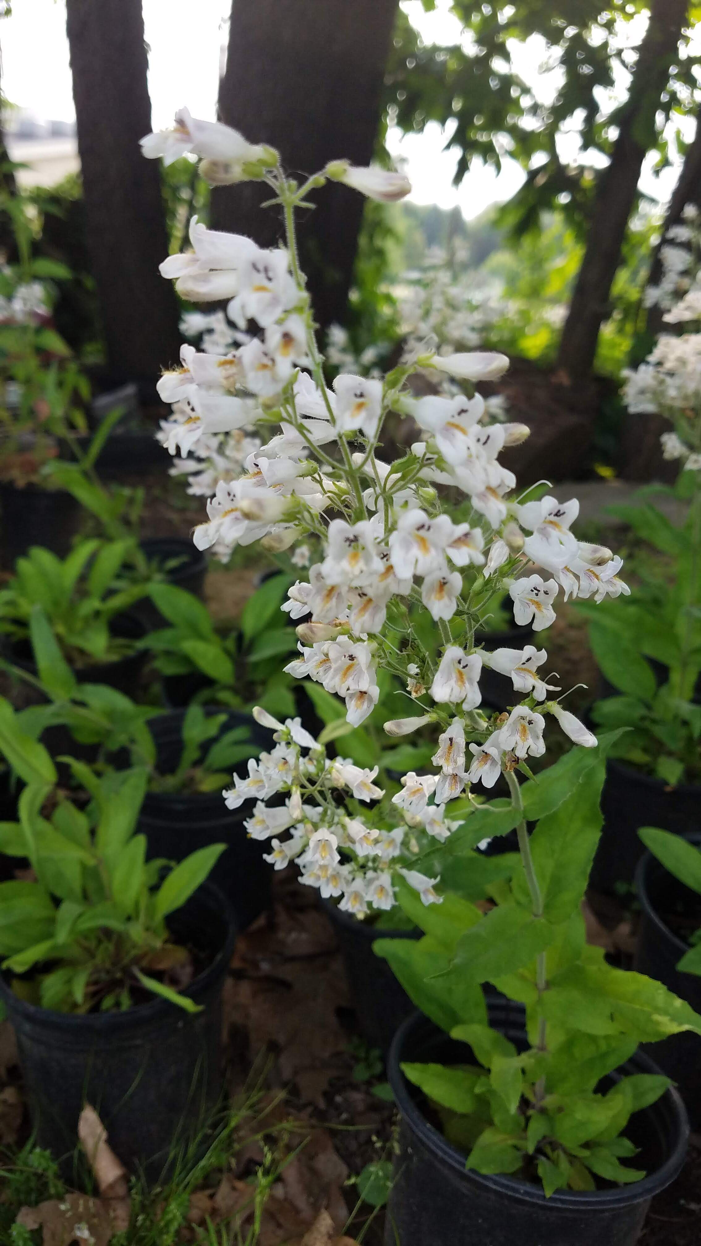 Foxglove Beardtongue - (Penstemon digitalis) | Powell's Native Wildflowers