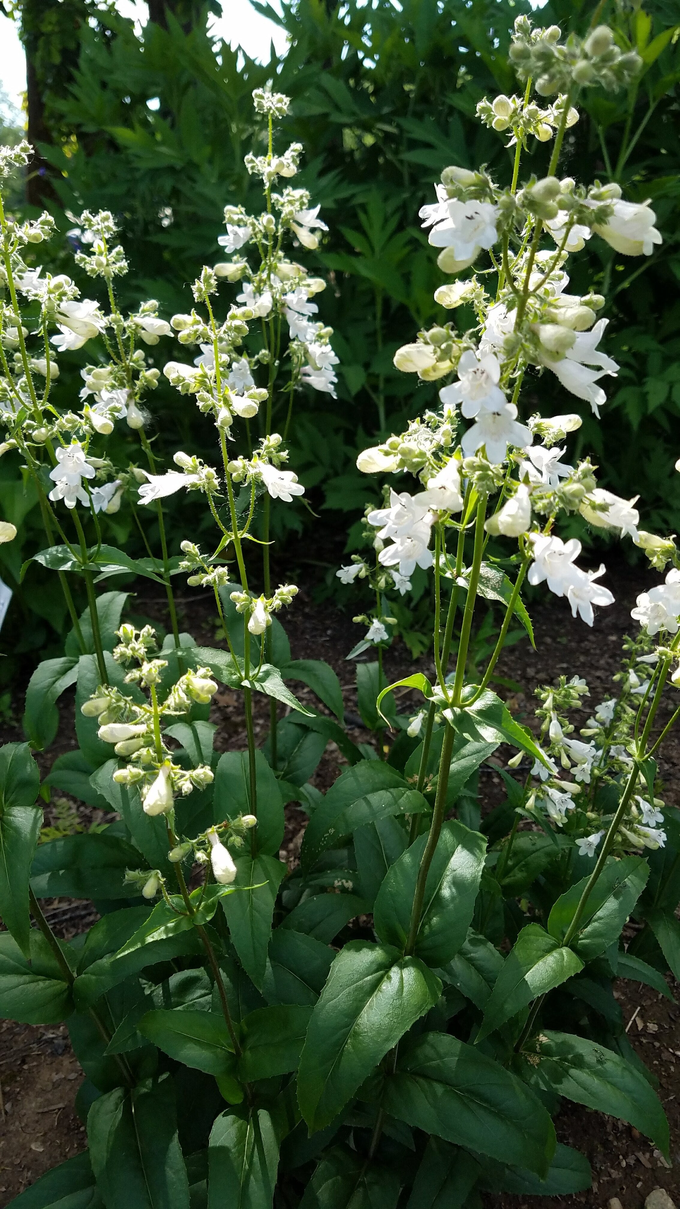 Foxglove Beardtongue Penstemon Digitalis Powells Native Wildflowers
