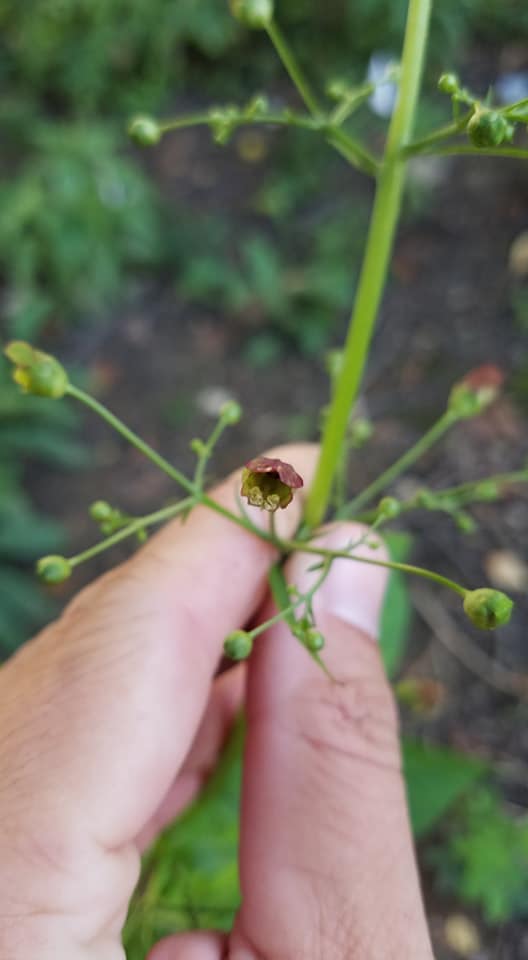 Late Figwort - (Scrophularia marilandica) | Powell's Native Wildflowers