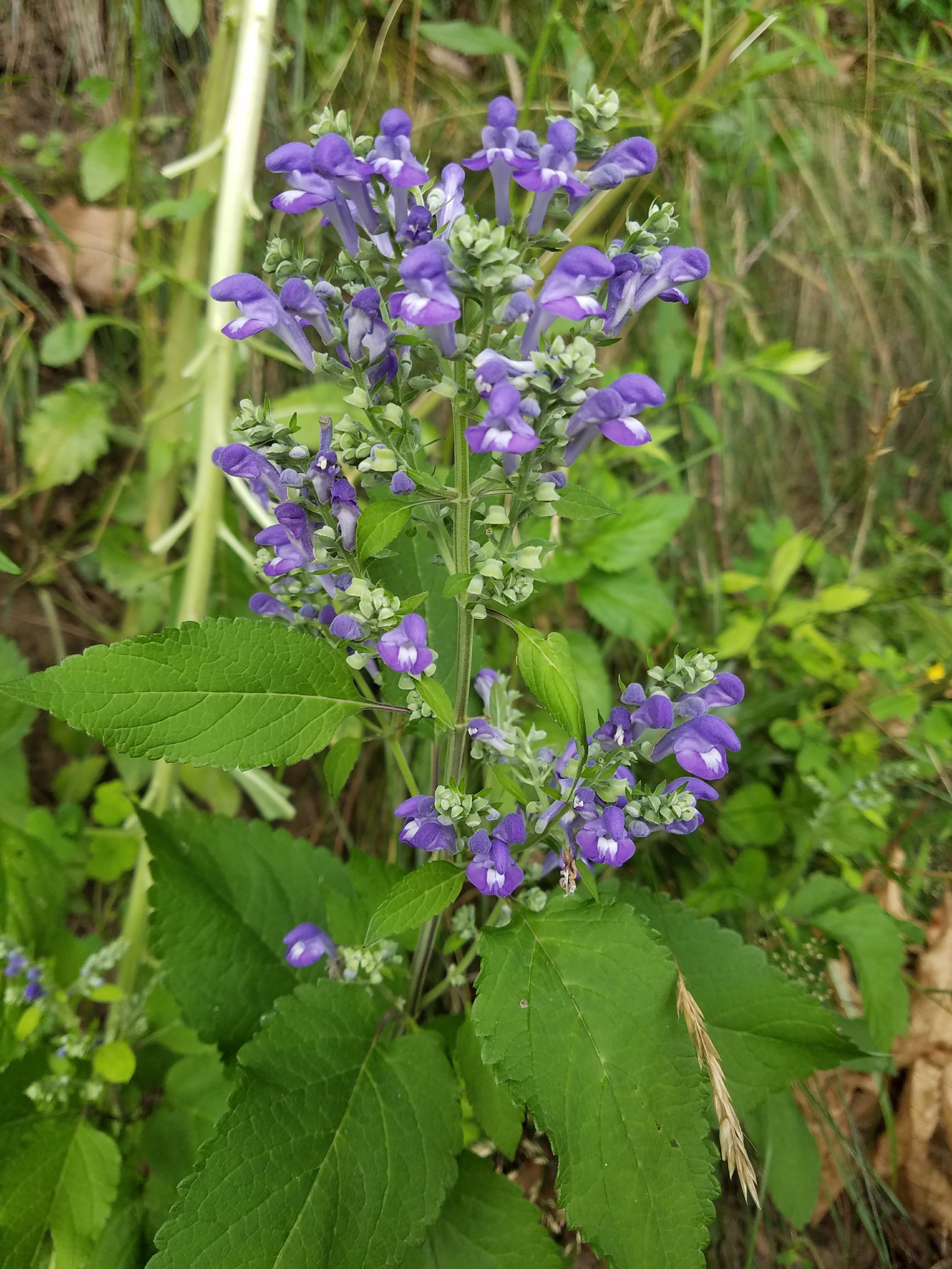 Downy Skullcap - (Scutellaria incana) | Powell's Native Wildflowers