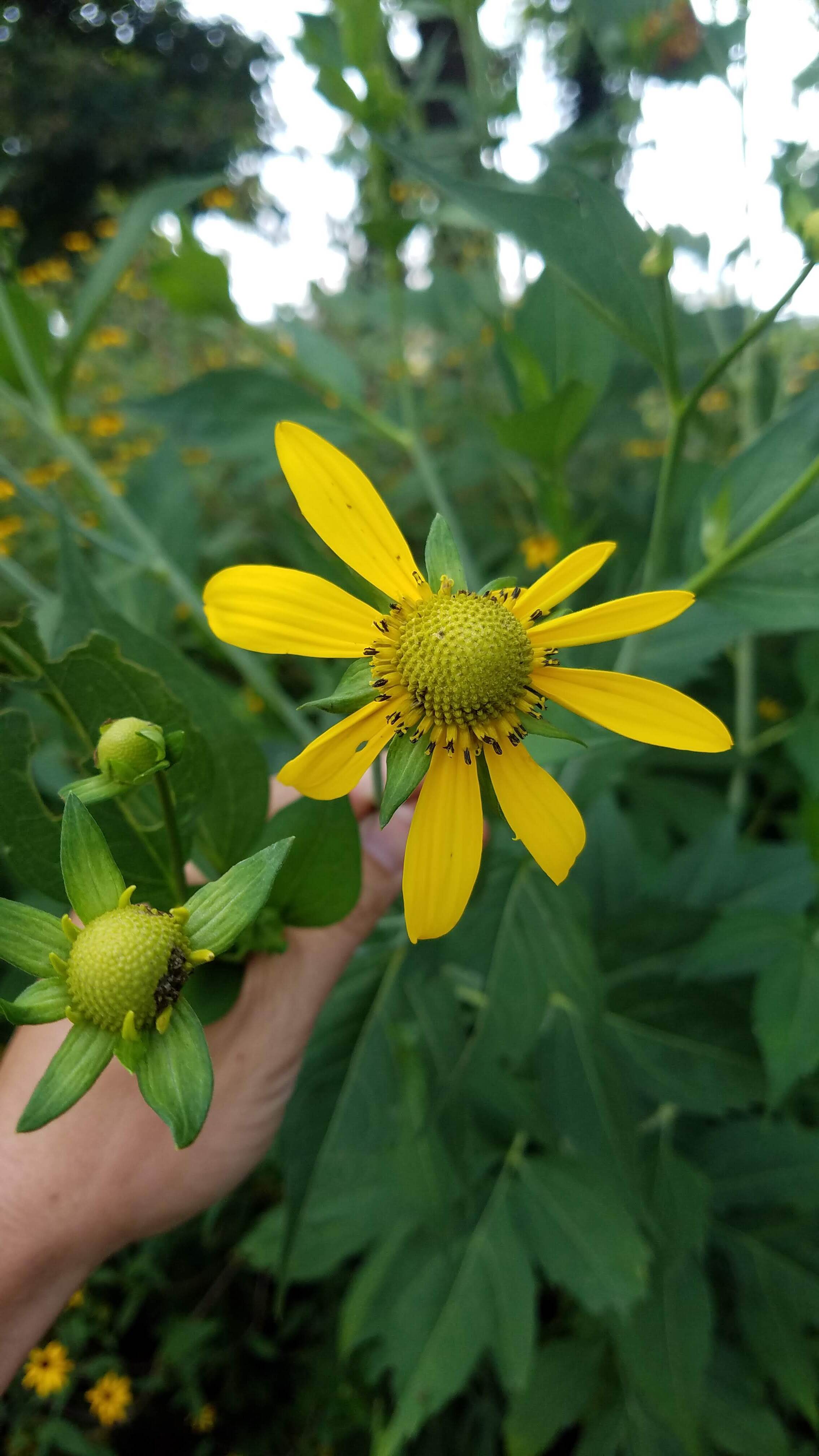 Cutleaf Coneflower - (Rudbeckia laciniata) | Powell's Native Wildflowers
