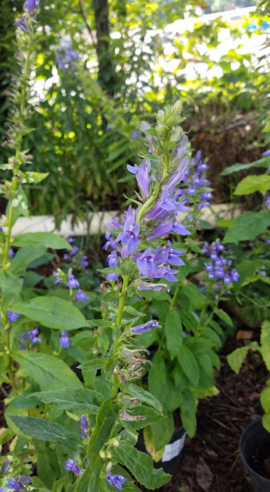 Great Blue Lobelia - (Lobelia siphilitica) | Powell's Native Wildflowers