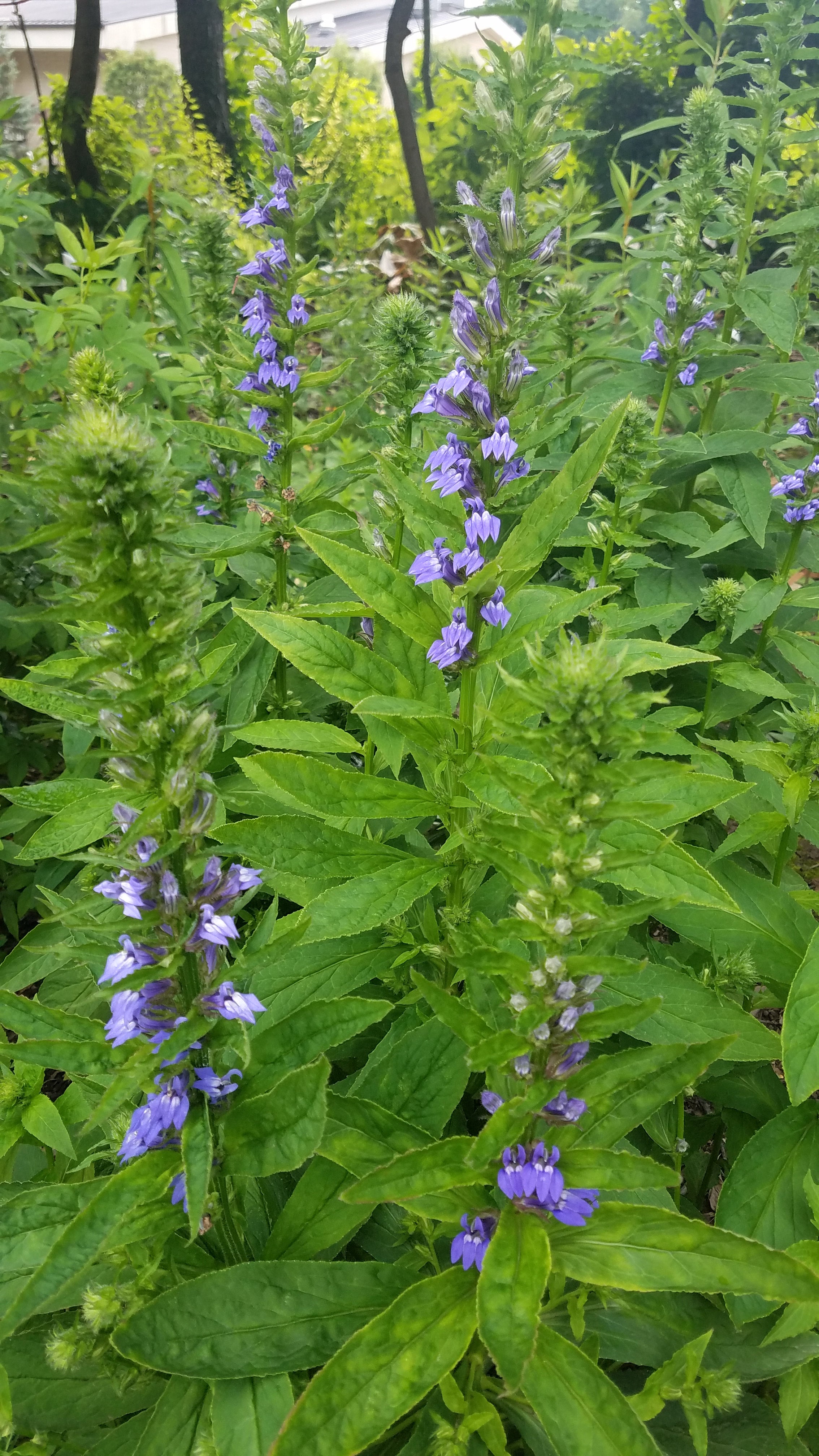 Great Blue Lobelia - (Lobelia siphilitica) | Powell's Native Wildflowers