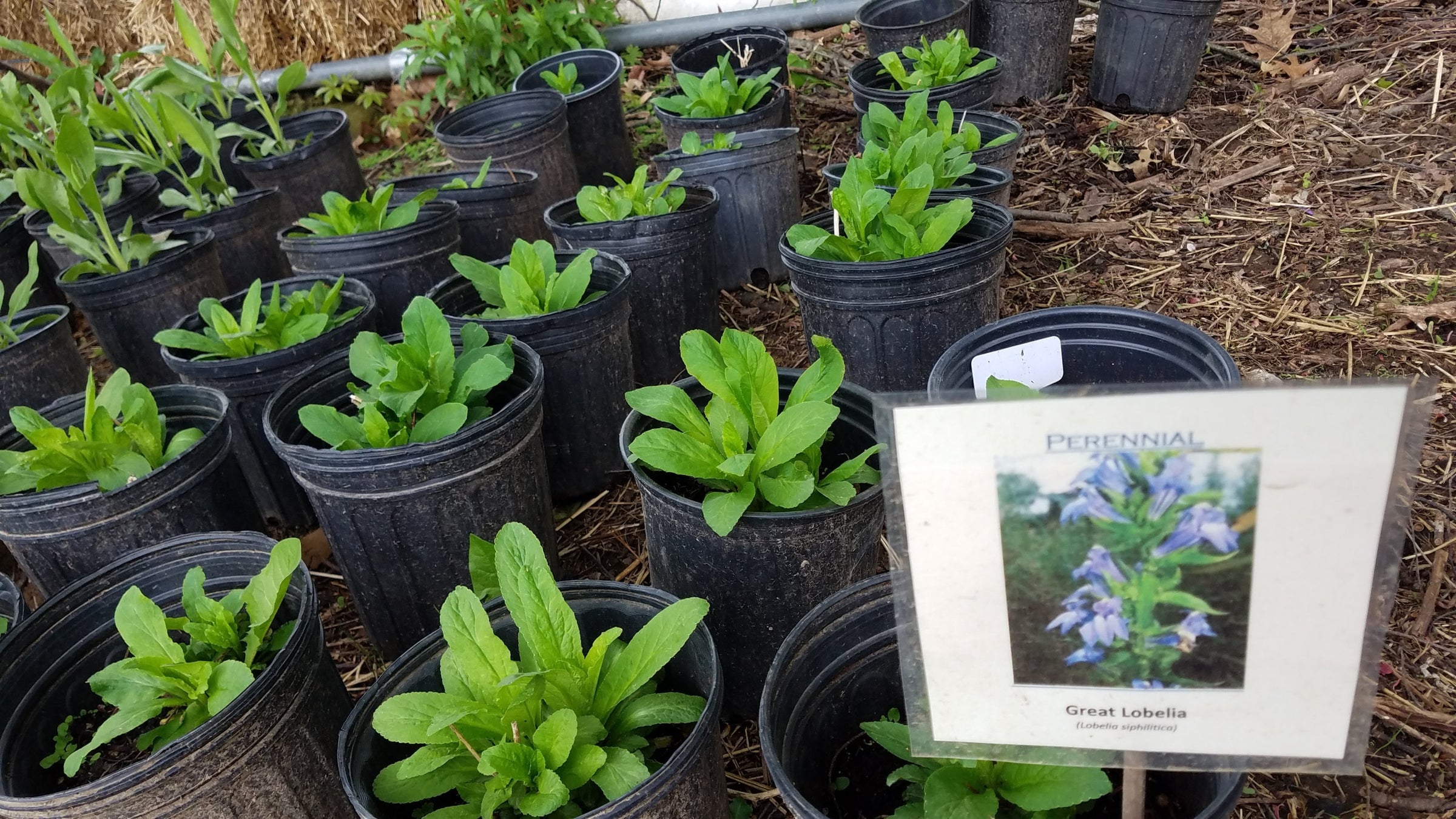 Great Blue Lobelia - (Lobelia siphilitica) | Powell's Native Wildflowers