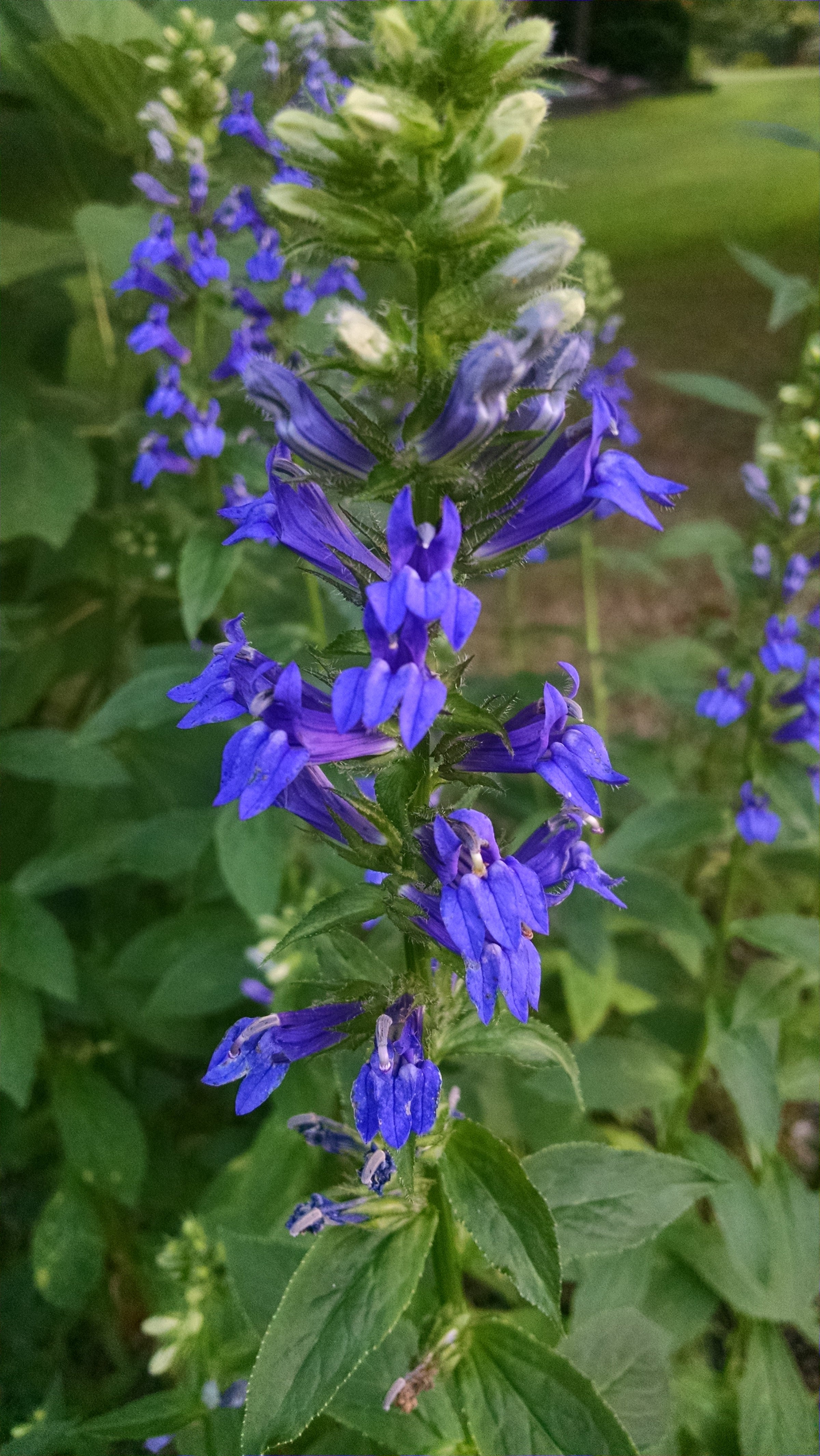 Great Blue Lobelia - (Lobelia siphilitica) | Powell's Native Wildflowers