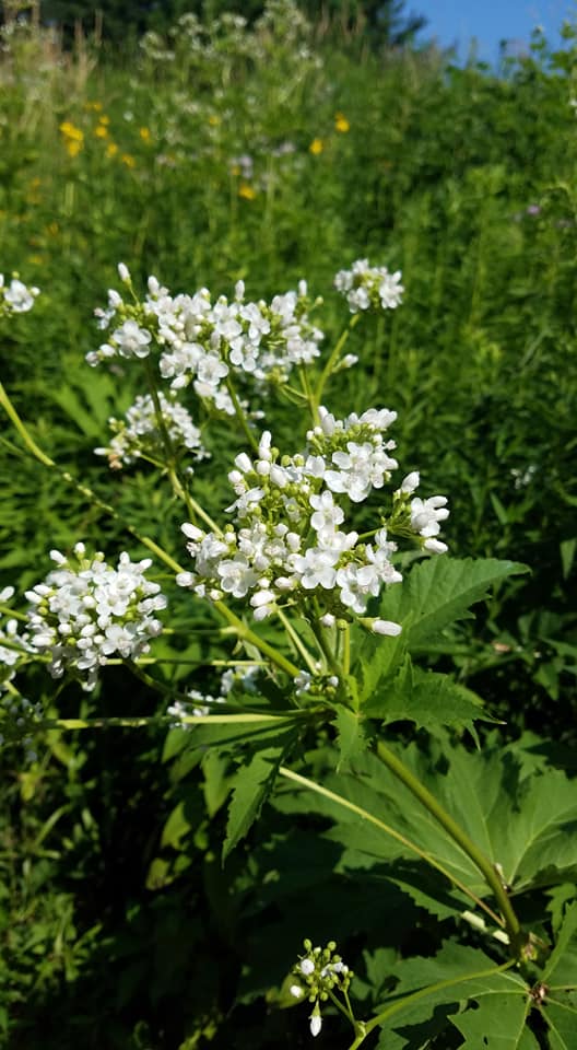 Glade Mallow - (Napaea dioica) Seed Pack | Powell's Native Wildflowers